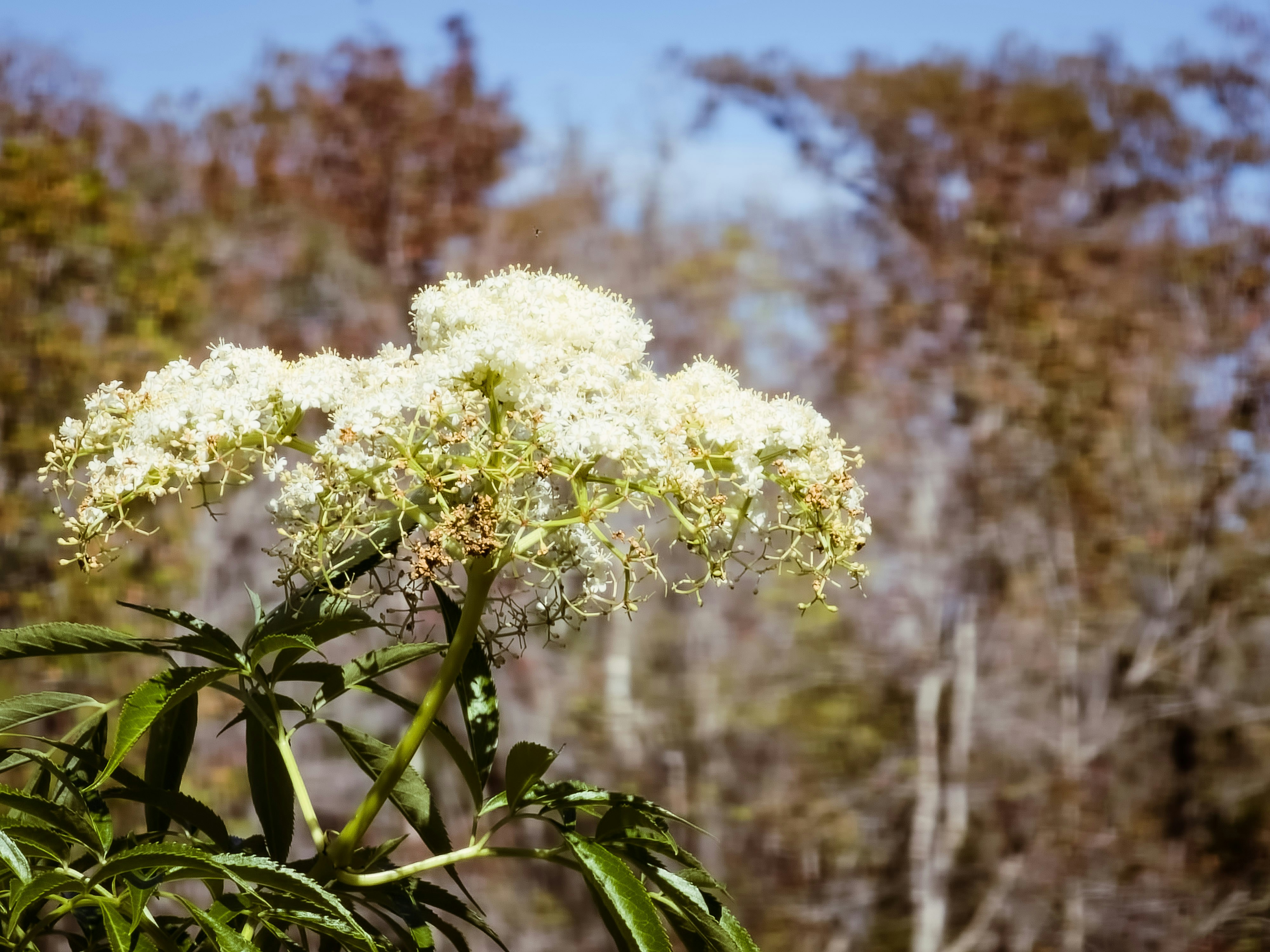 White Queen of the Meadow: Queen Anne’s Lace Crown in Autumn Light