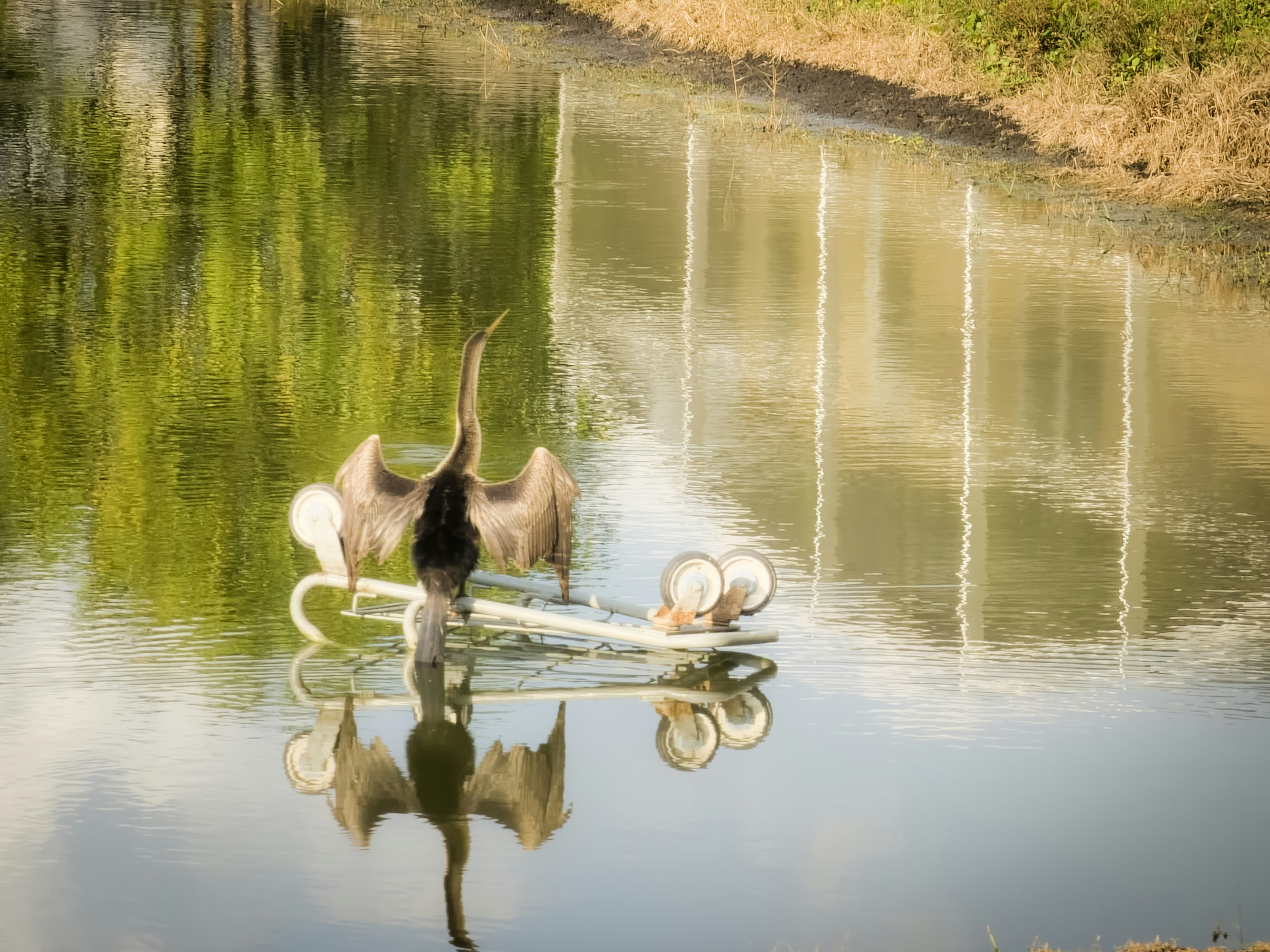 Heron on Glassy Water: A Moment of Mirror and Motion
