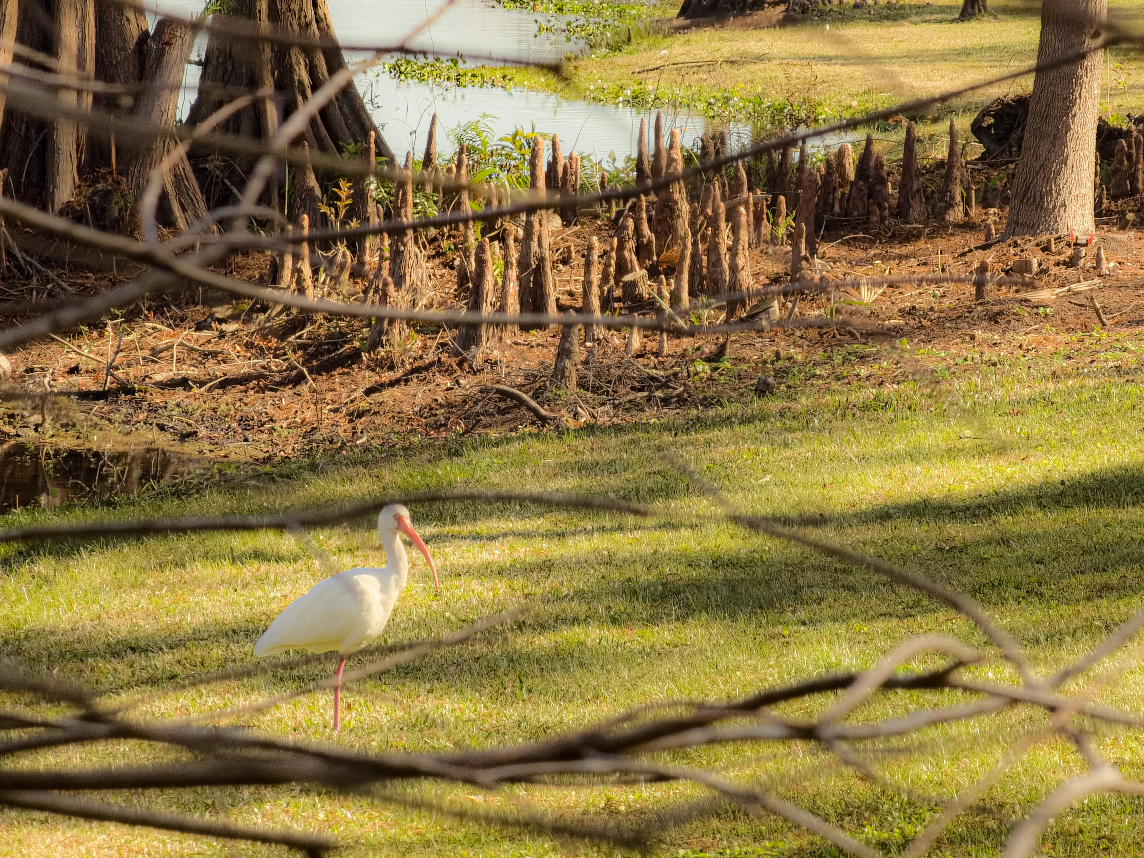 Lonely ibis in sunlit park near weathered fence