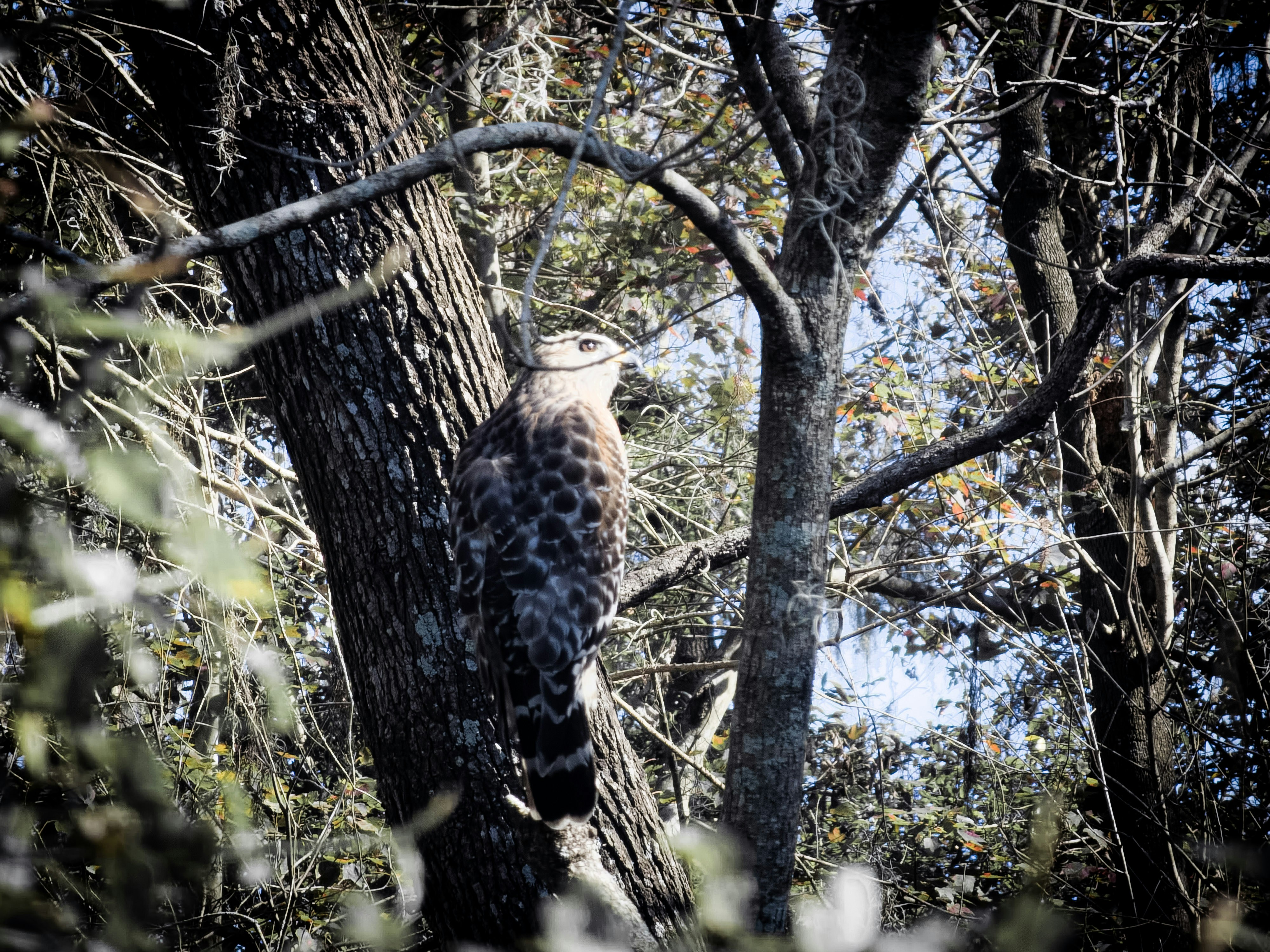 Raptor Silent in the Pines: A Hawk Quietly Perched Among Branches