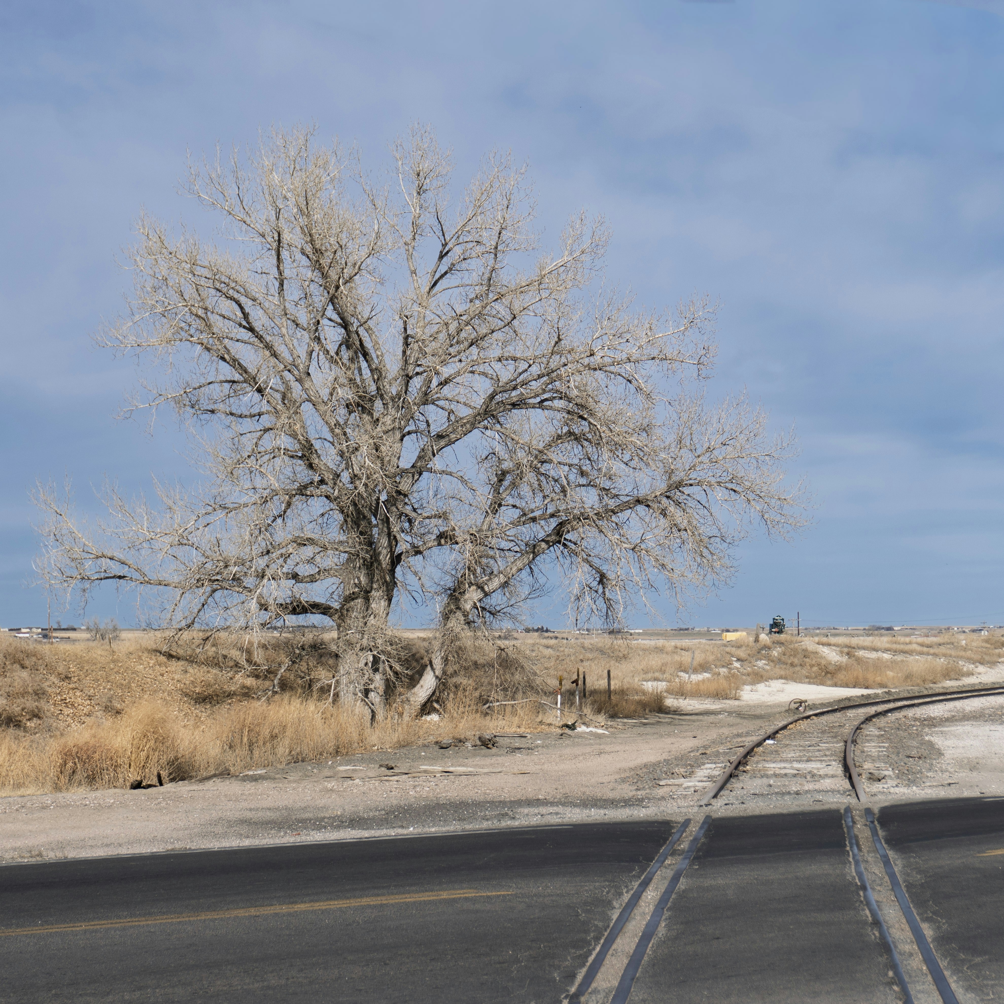 A Lone Bare Tree Standing Guard Over Rusted Rails