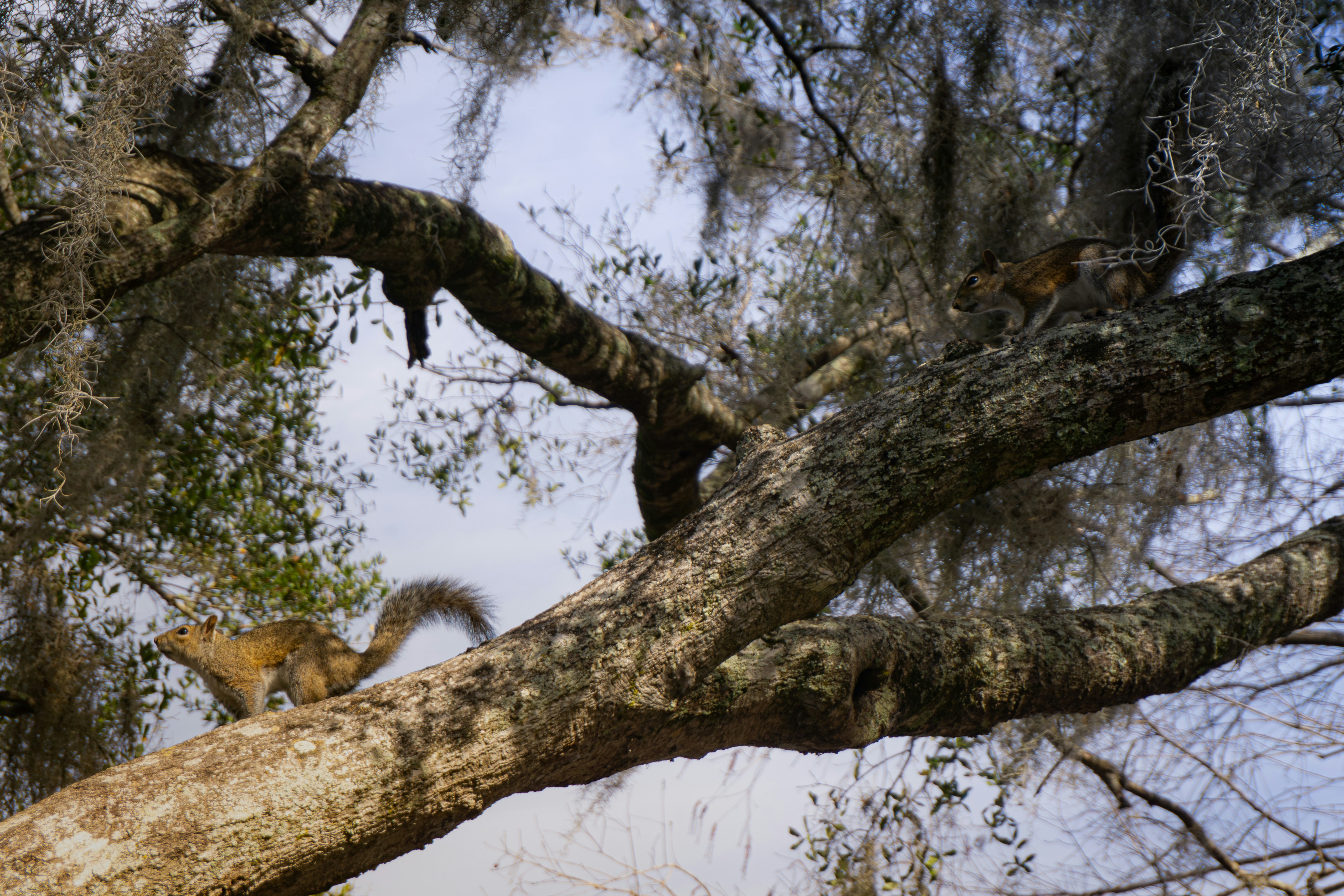 Sly Squirrels in the Crosstown Branch