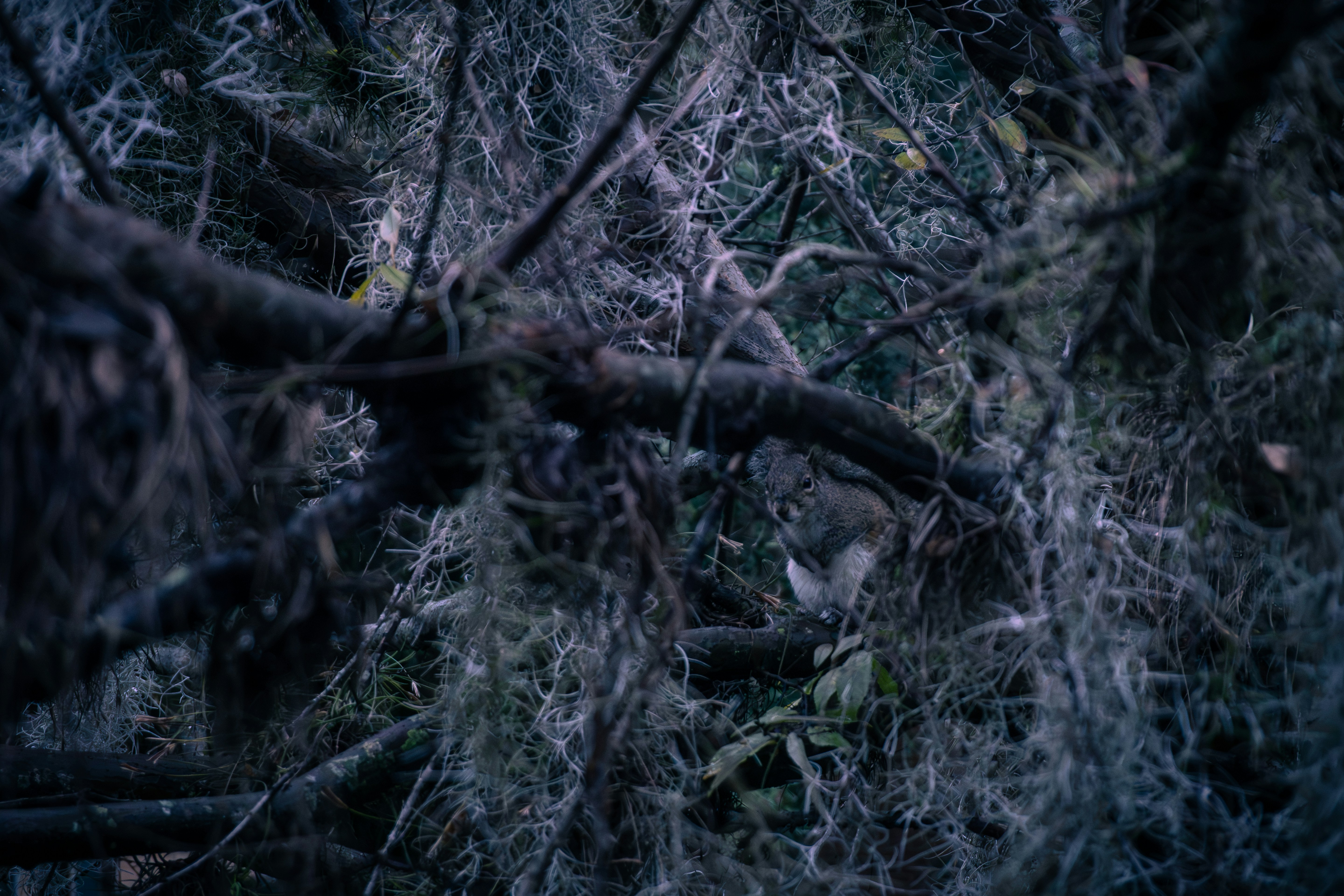 Whispers Through the Moonlit Branches