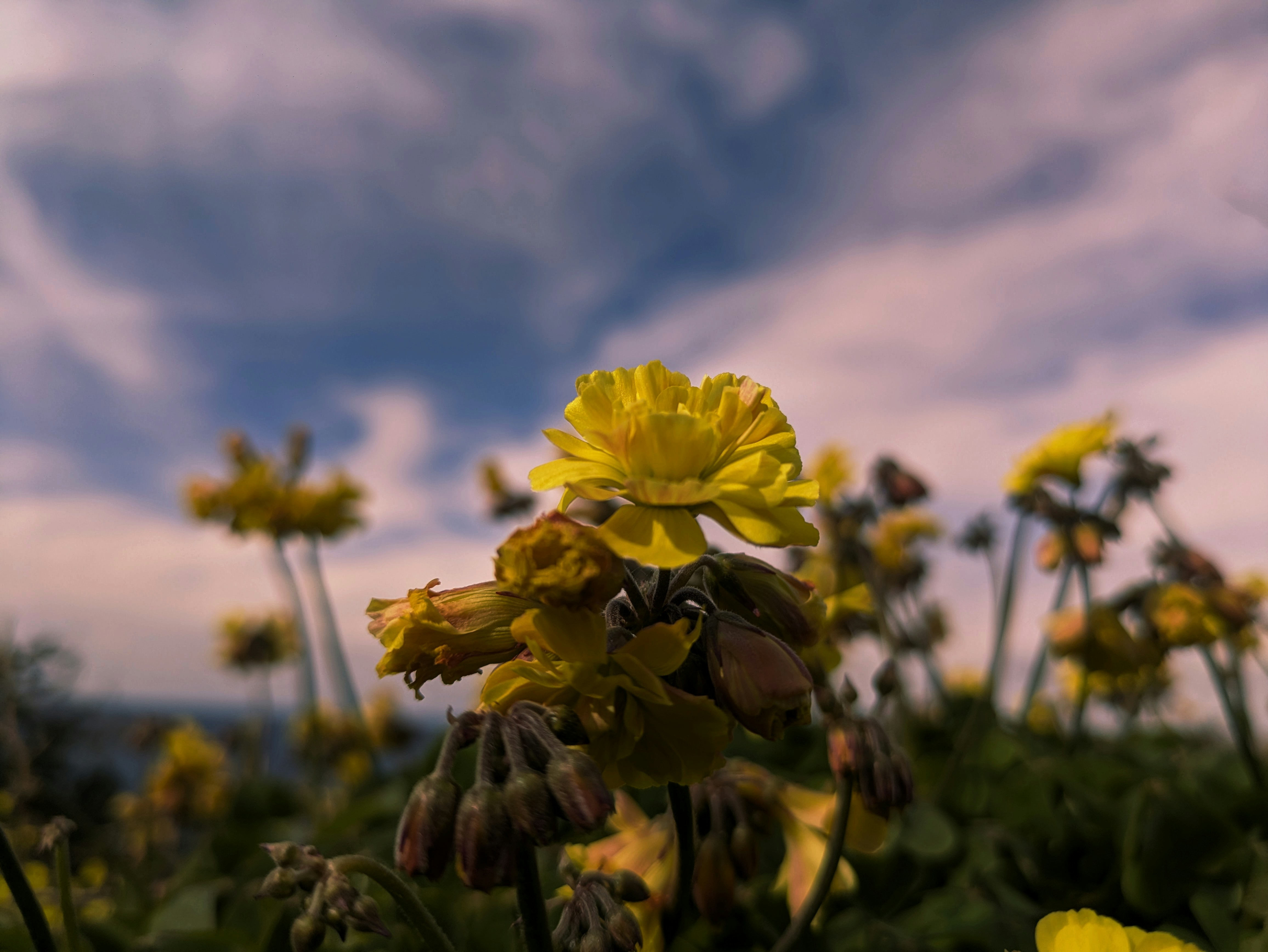 Yellow flowers bloom against a cloudy sky