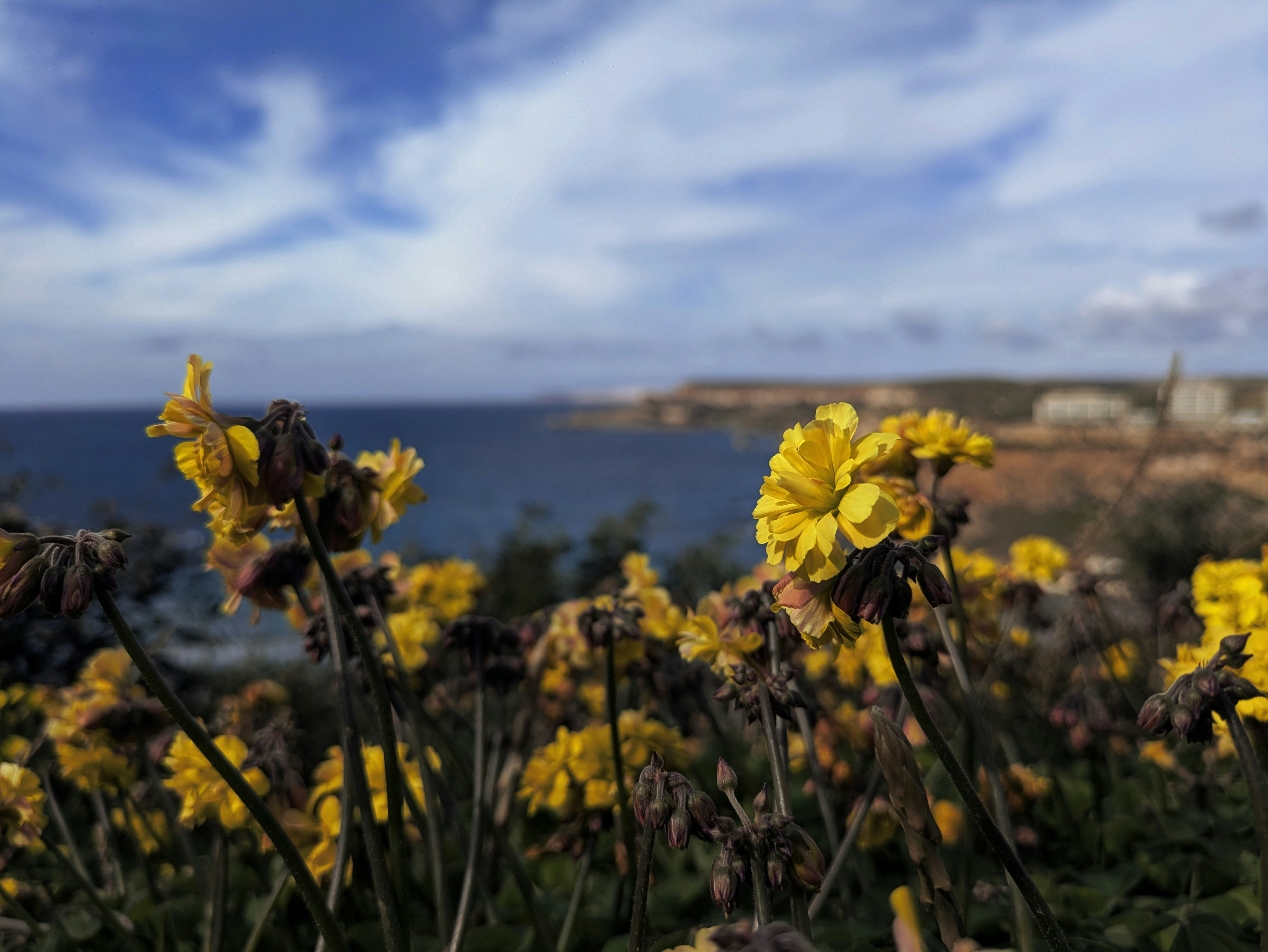 Yellow flowers bloom by the sea under a cloudy sky.