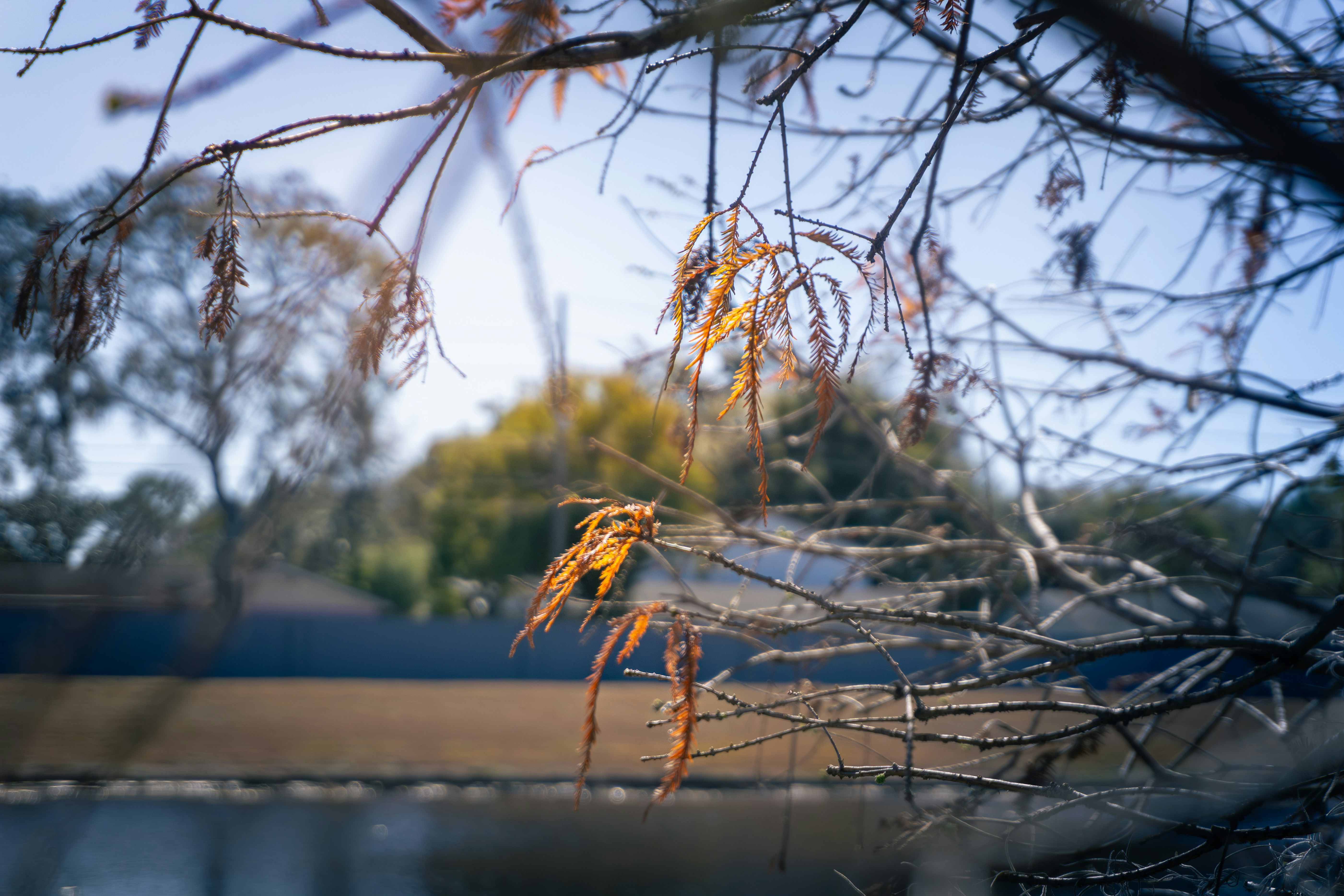 Autumnal Silk: Dried Leaves Framing a Quiet Water Edge