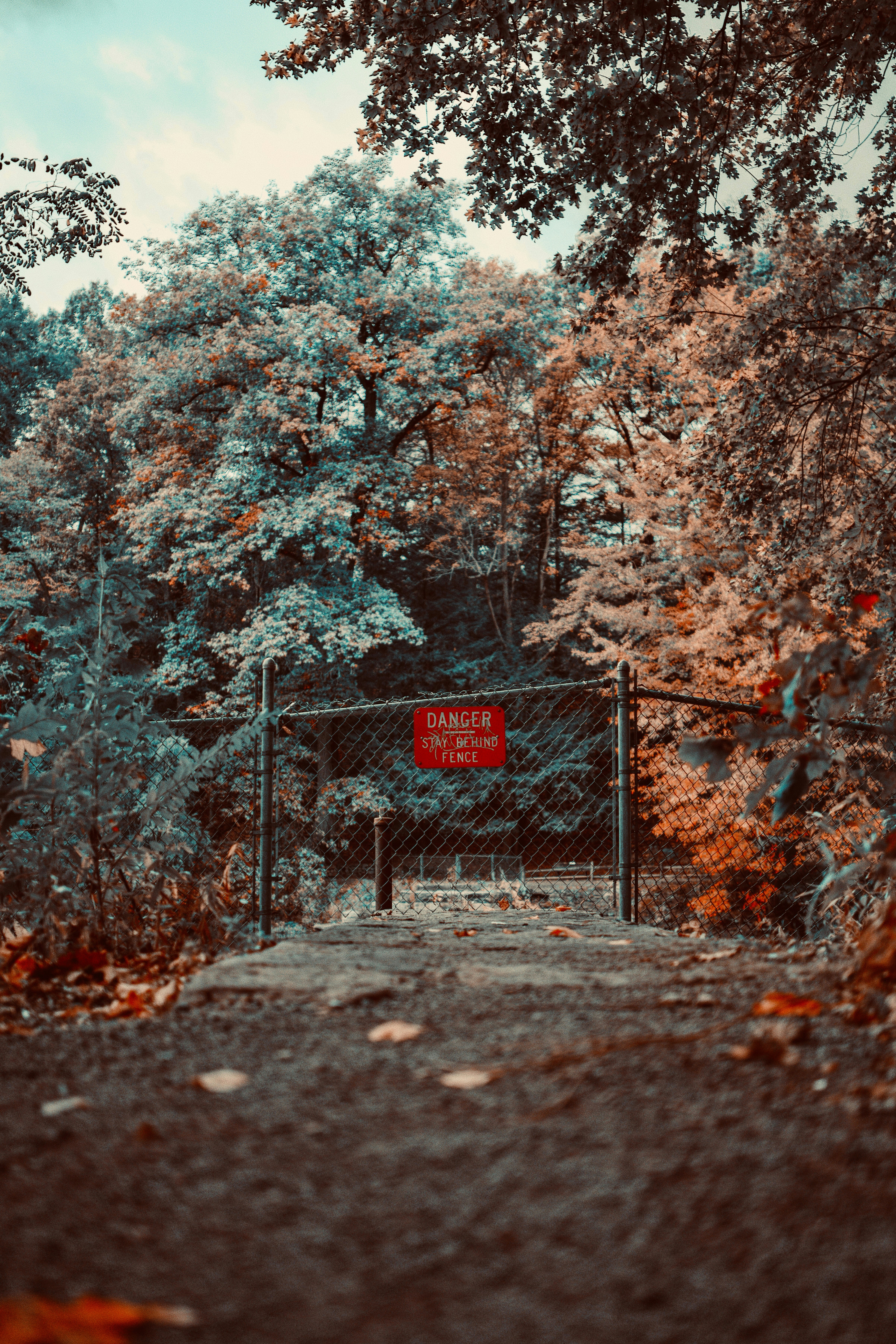 Gate to Quiet Danger: Pathway to a Fence Beyond the Woods