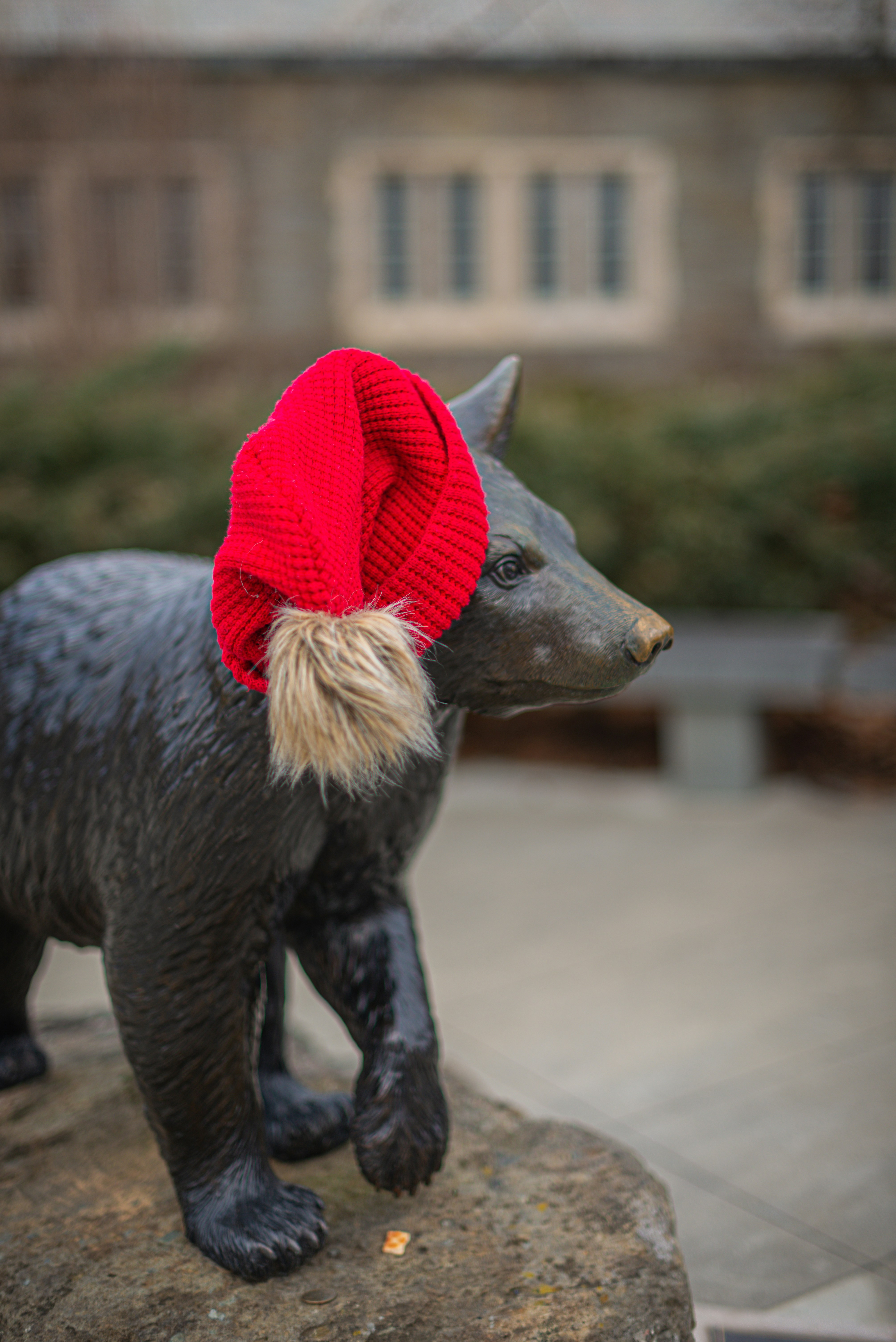 Red Knit Hat Adorning a Creature of Stone