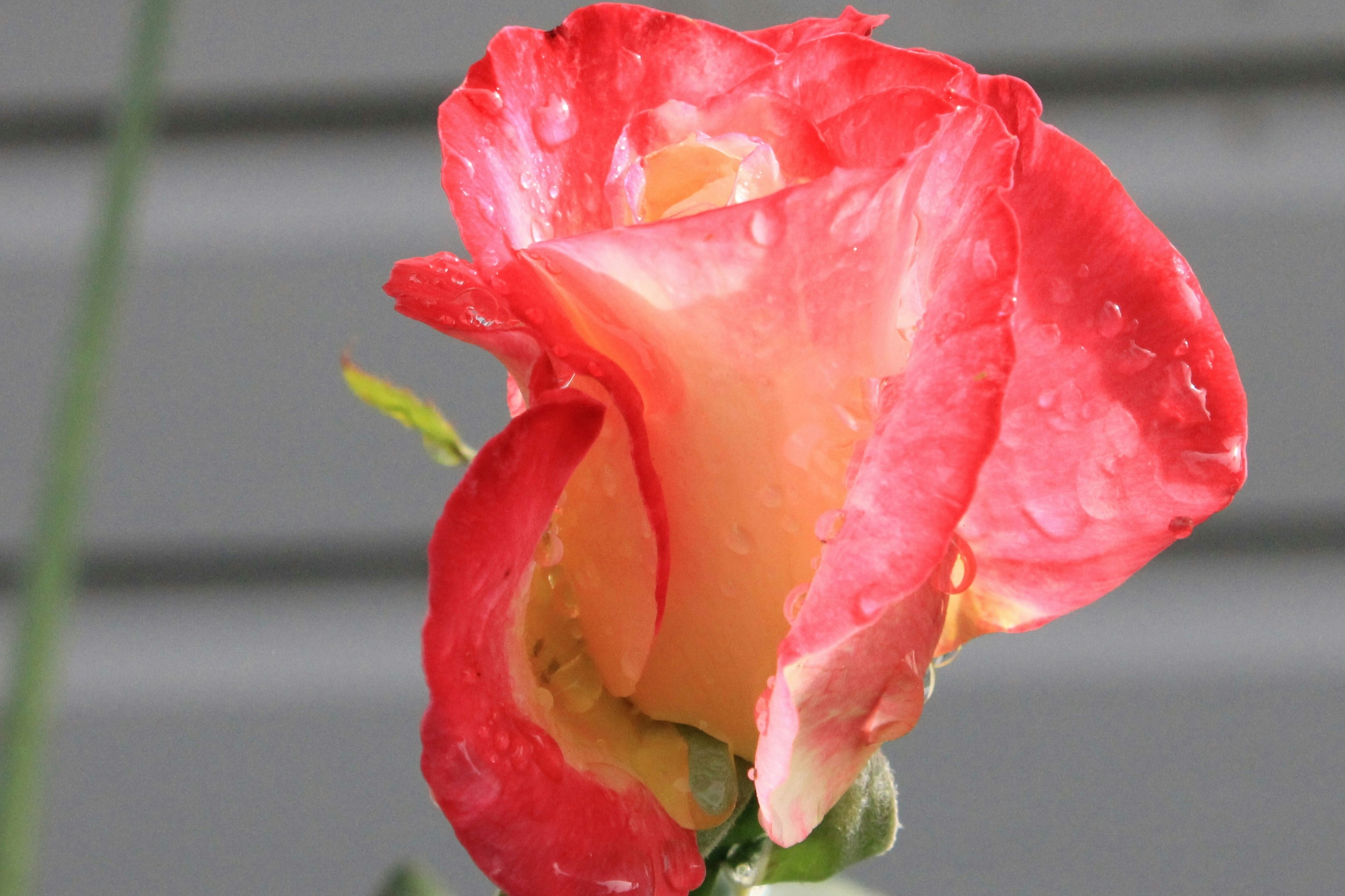 Petal Portrait: a Coral-rose close-up catching morning light