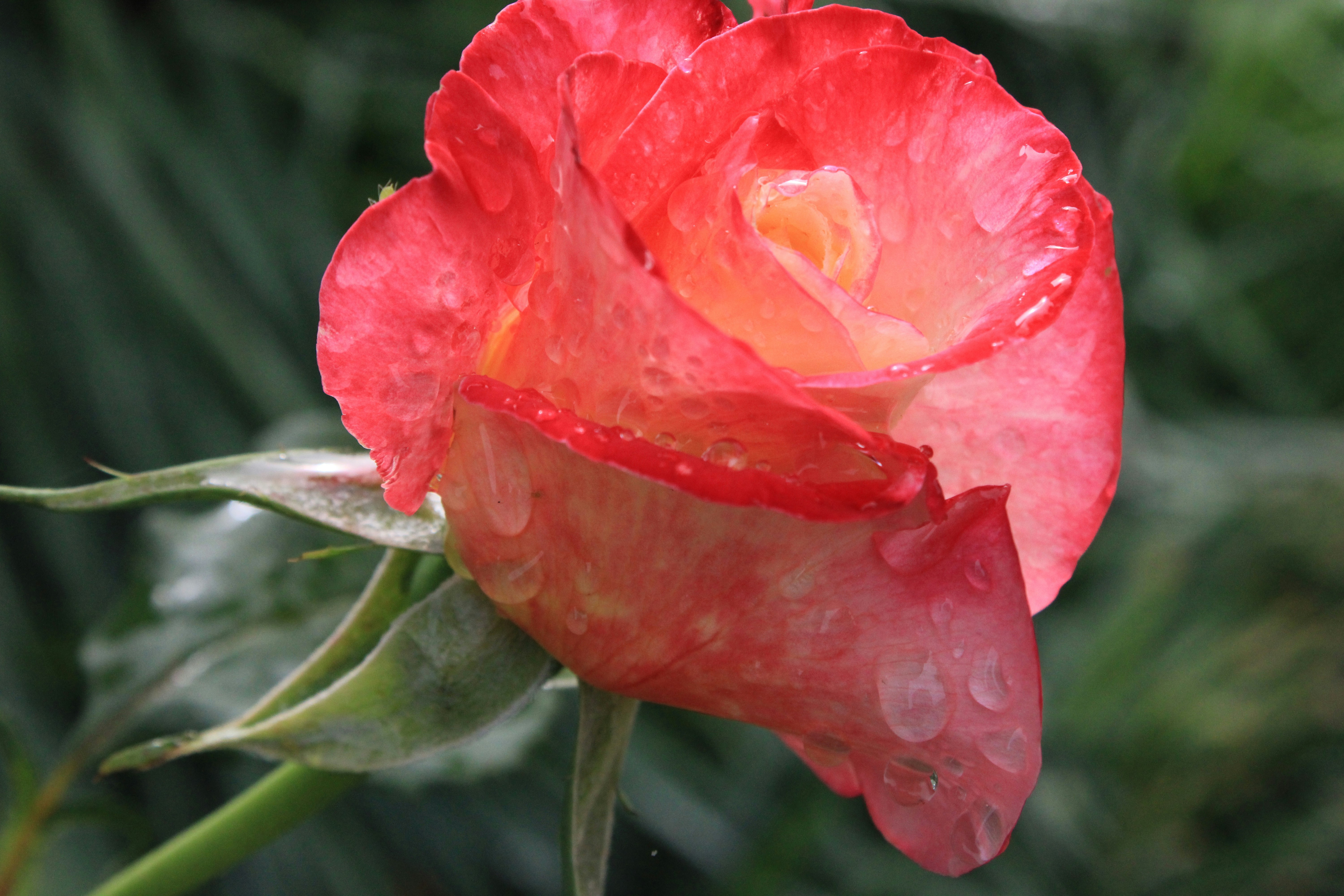 Rosy Dawn: a close-up of a coral-hued rose with dewdrops