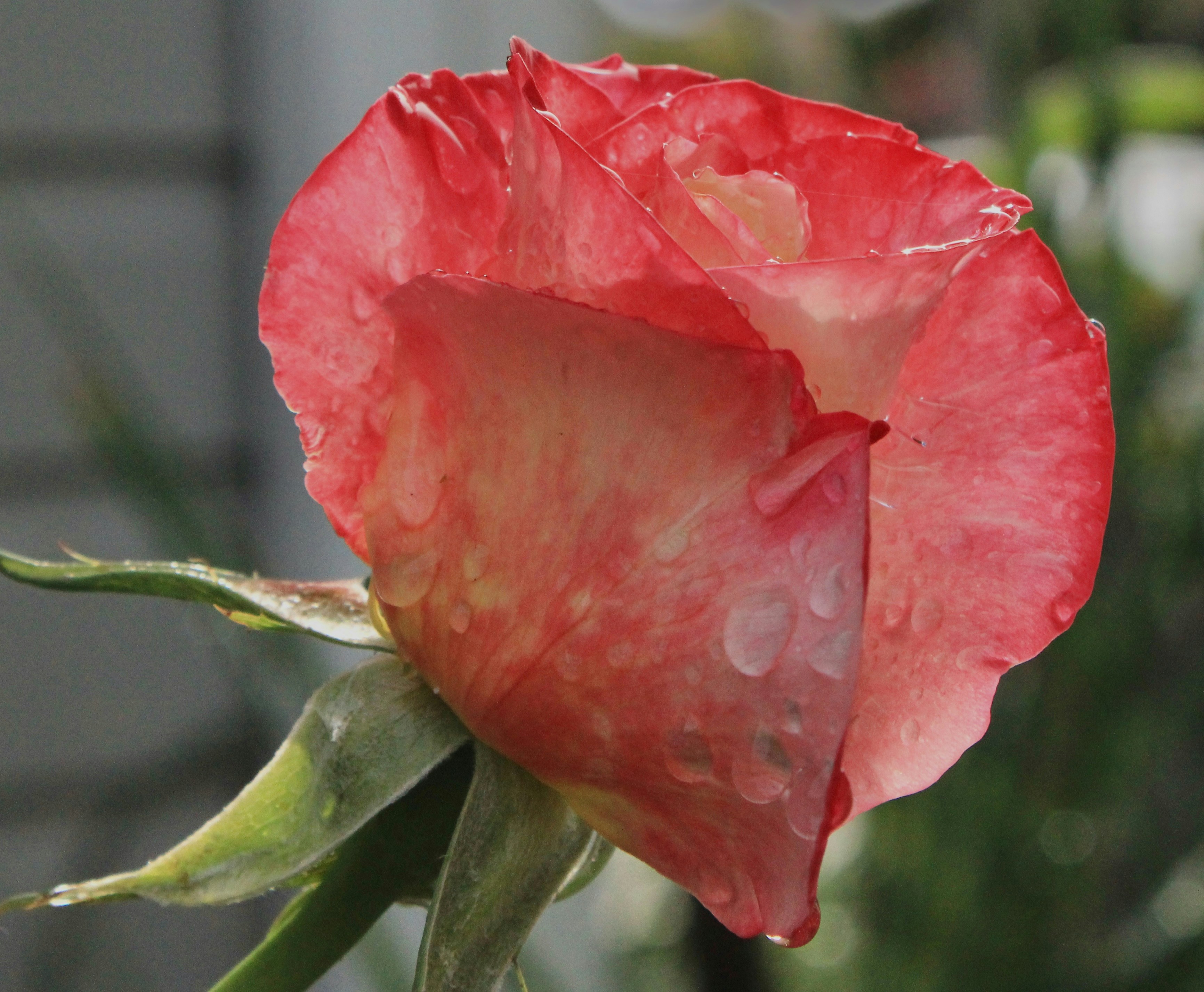 Petal Bloom in Soft Backlight