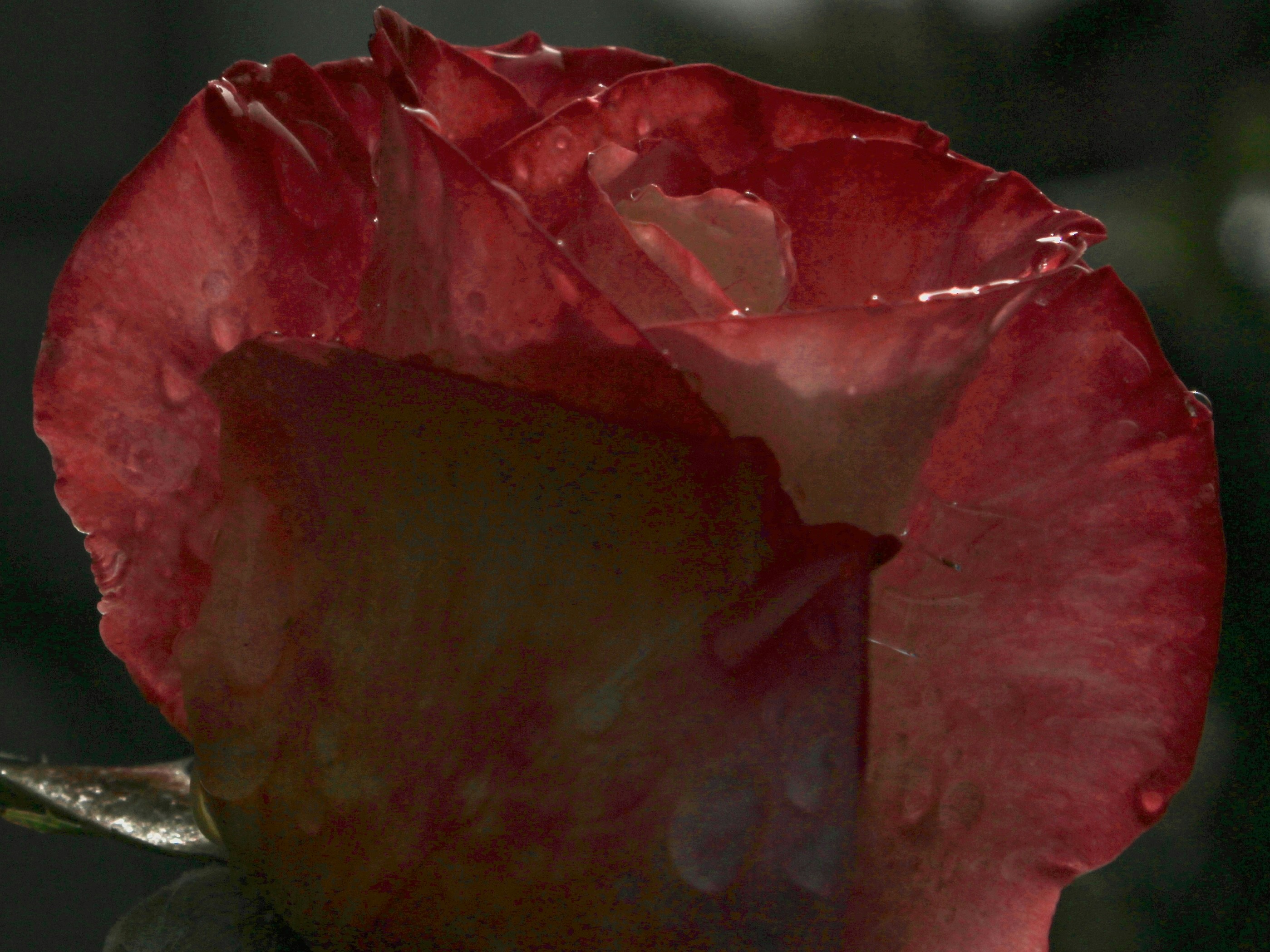 Crimson Edge: A Close-Up of a Rose Petal's Velvet Fold