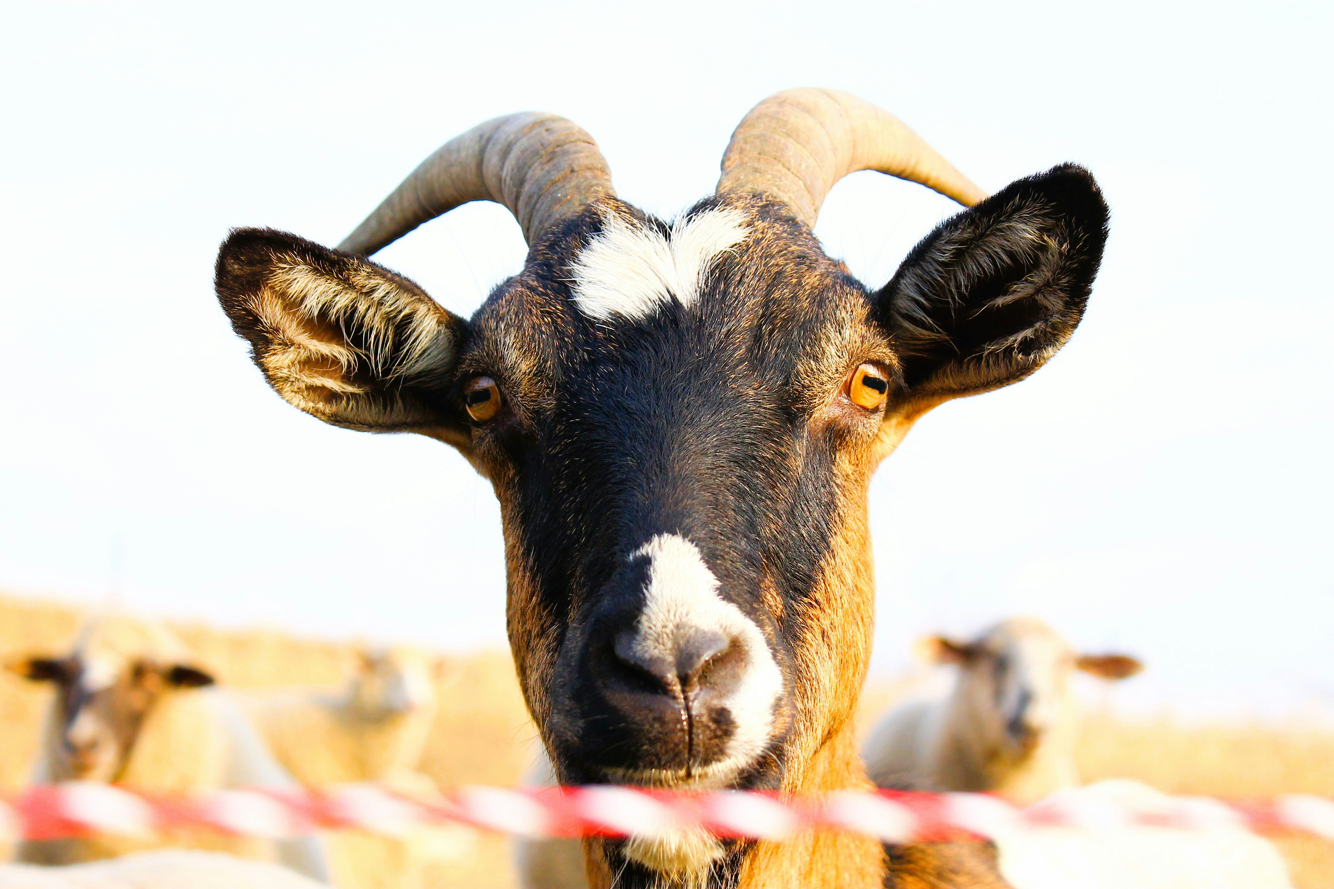 Close-up of a curious billy goat with horns framing the frame