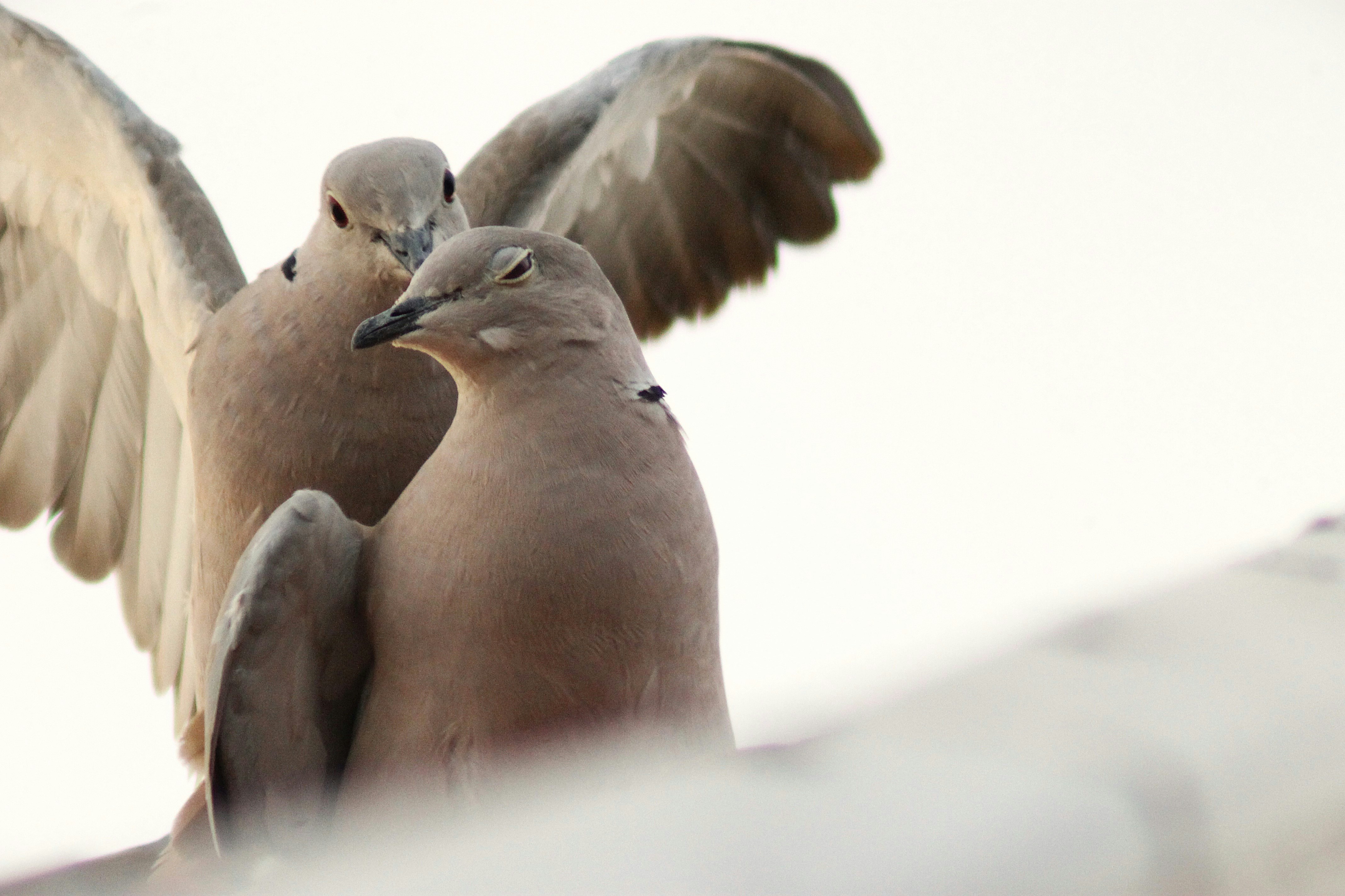 Two Doves in Close Proximity: Wings in Soft Flight