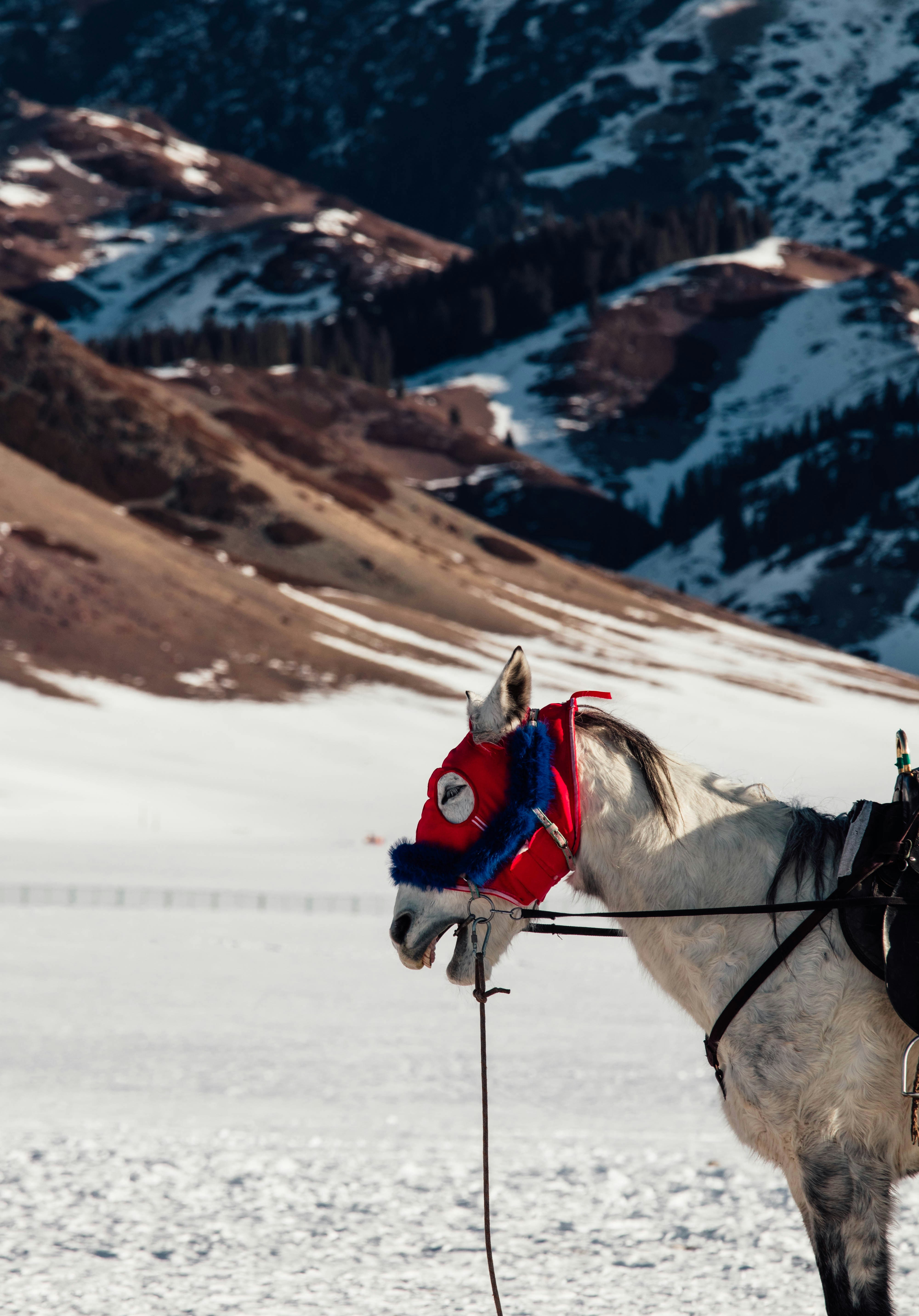 Red-capped Pony in Snowbound Range