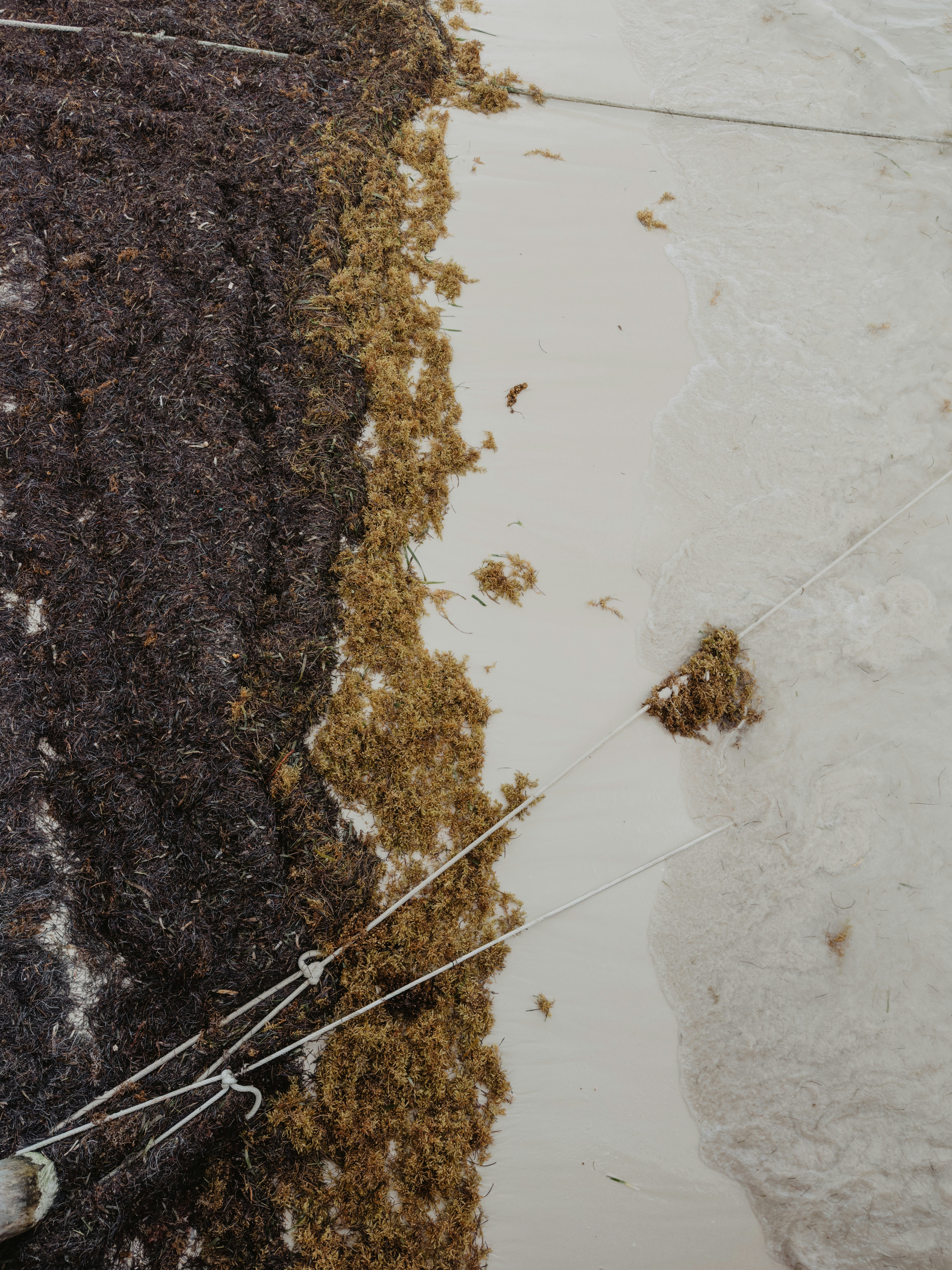 Tide Line and Seaweed Edge Along a Quiet Shore
