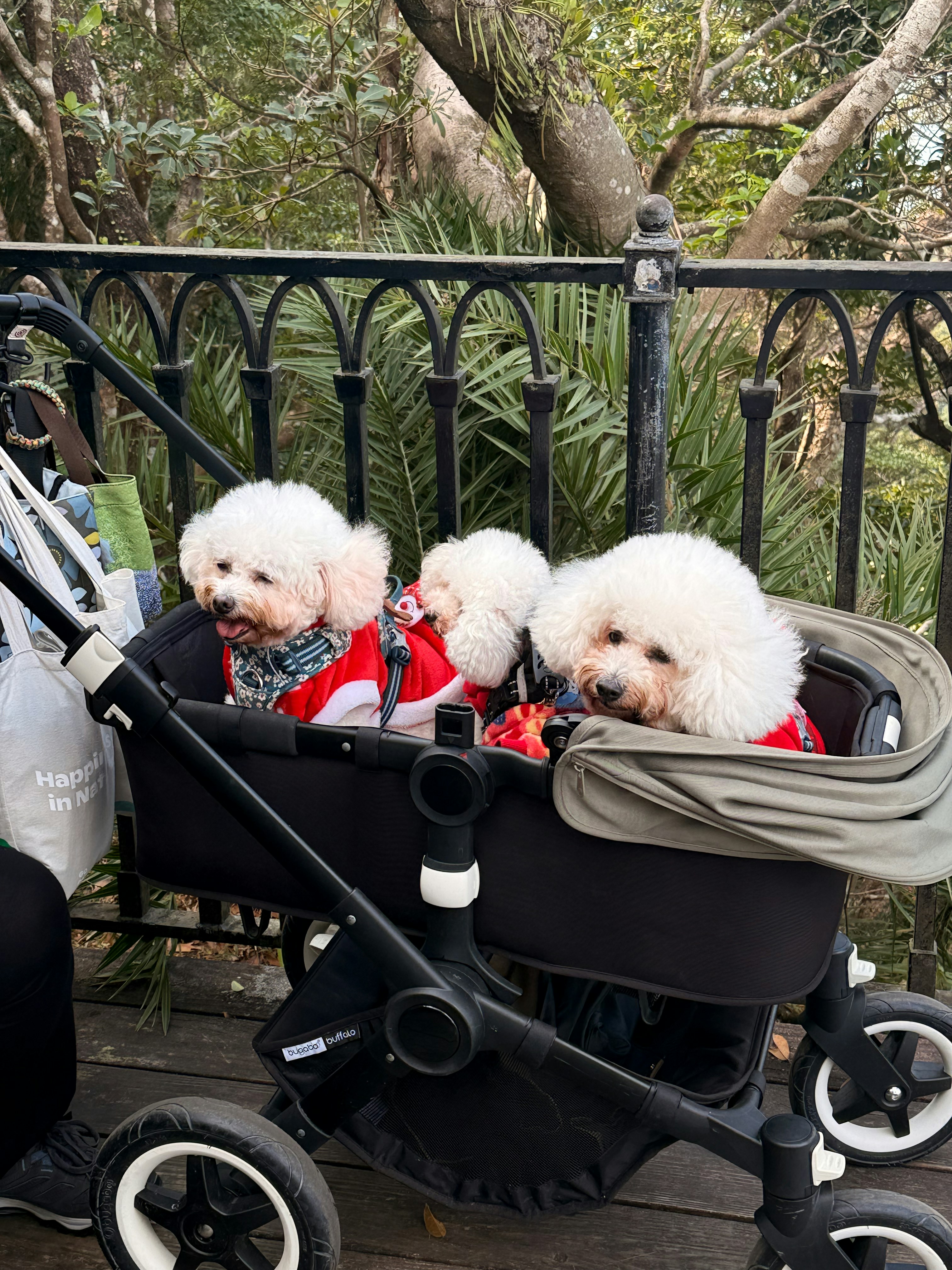 Fluffy Coats on a City Stroll: Three Poodles in a Double Bassinet