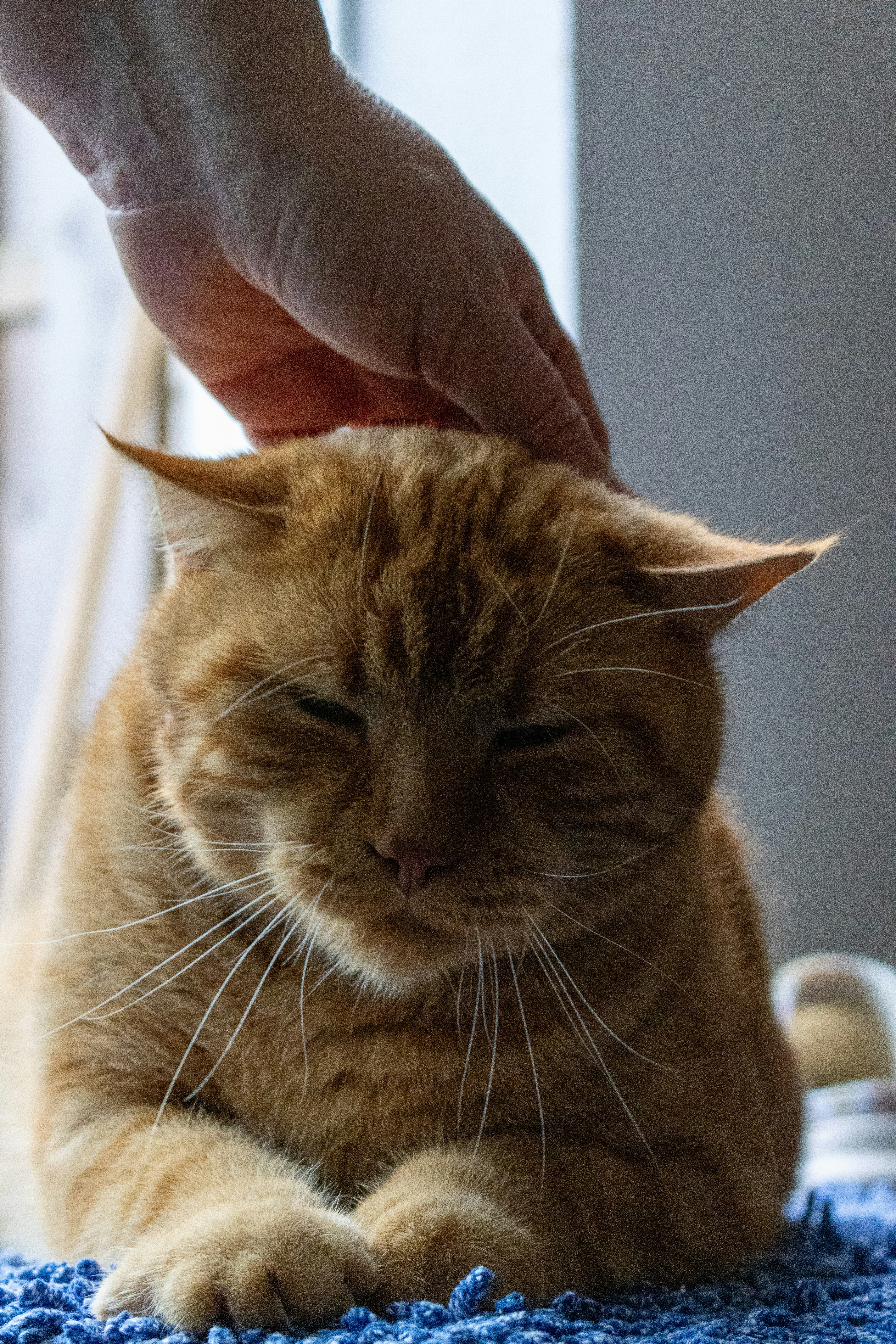 Gentle Cat Under a Human Palm, Quietly Portraited