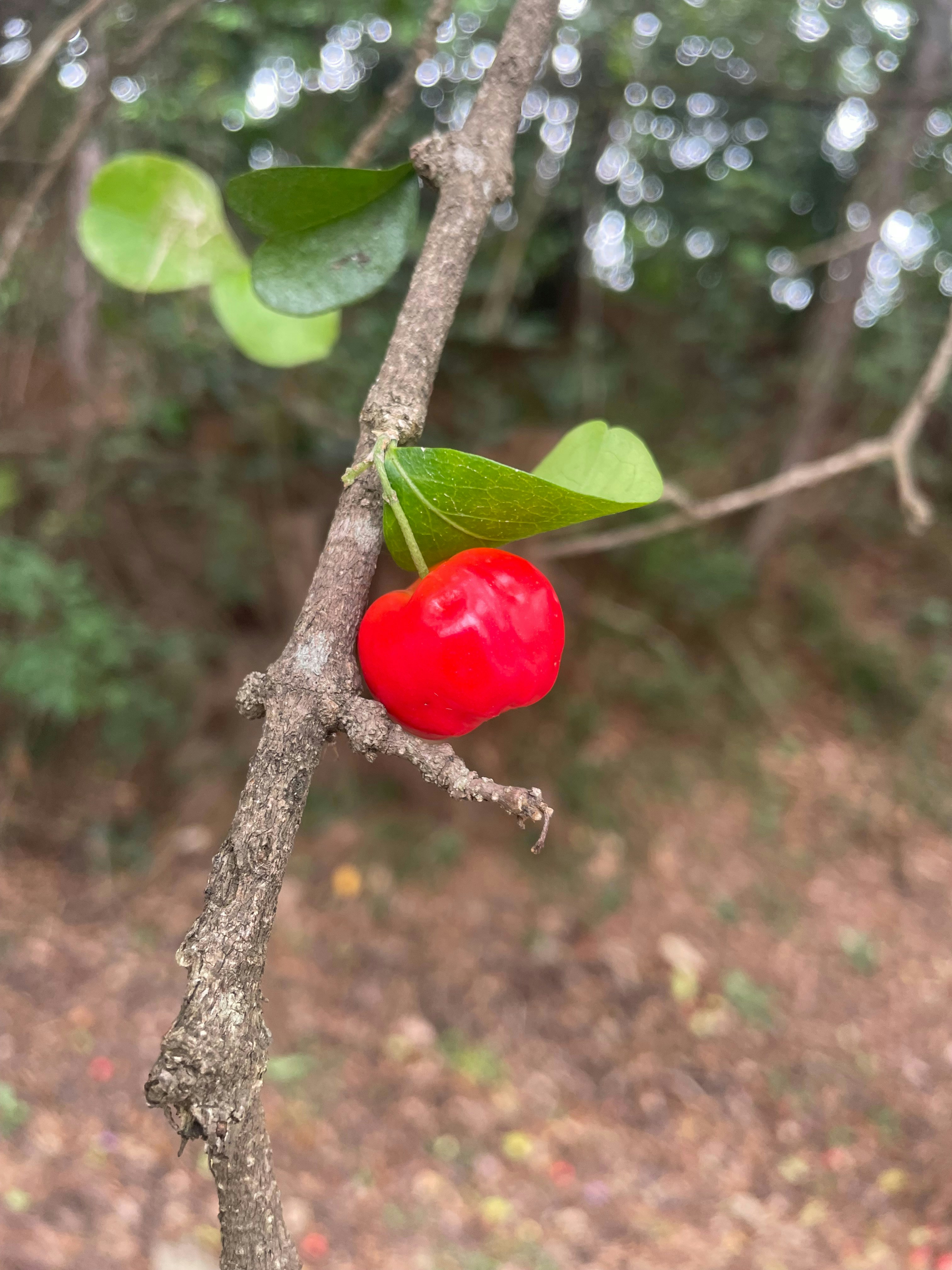 Red Cherry on a Weathered Branch