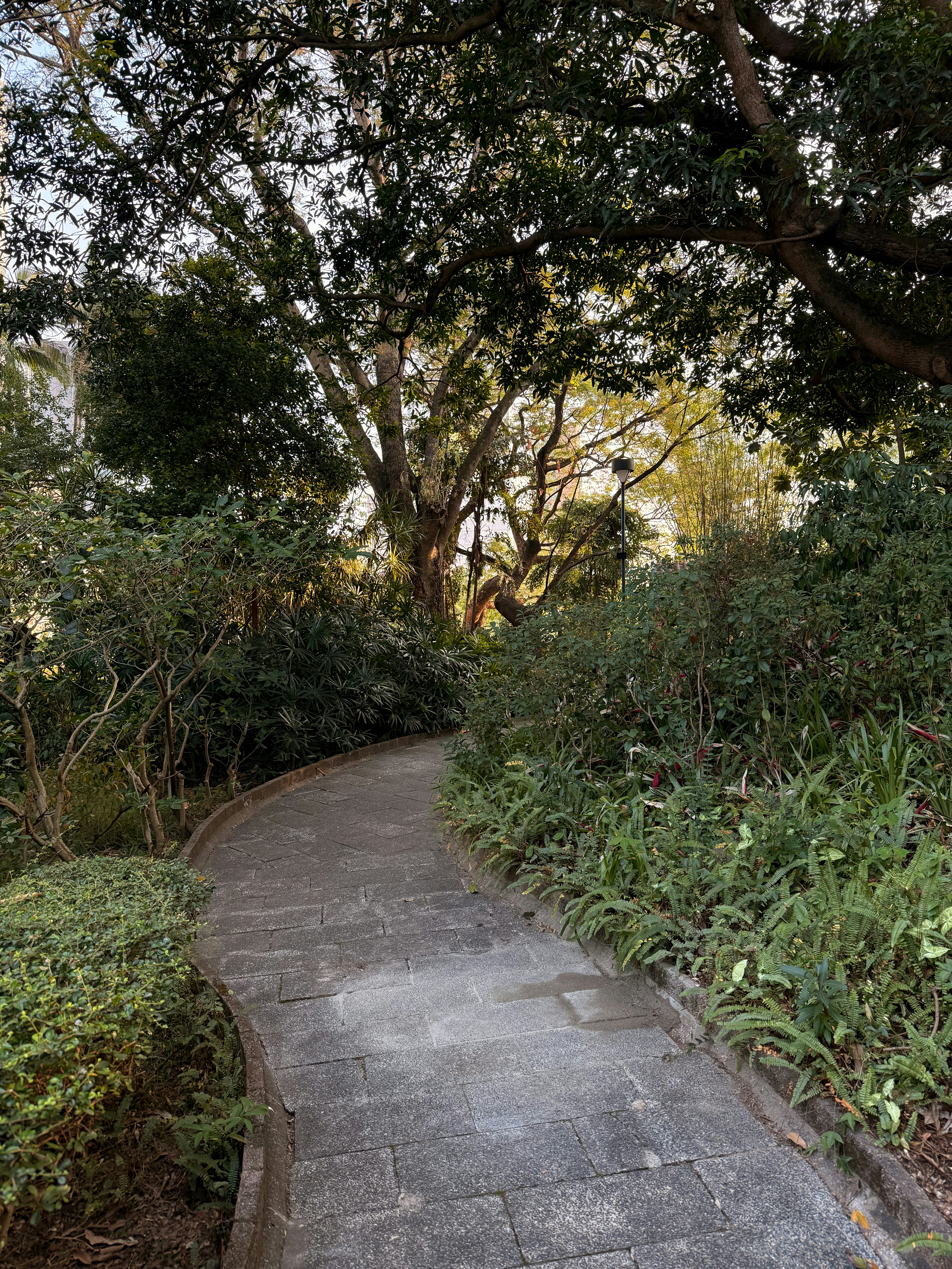 Sunlit Arbor Path: a tranquil garden stroll under lacework of branches