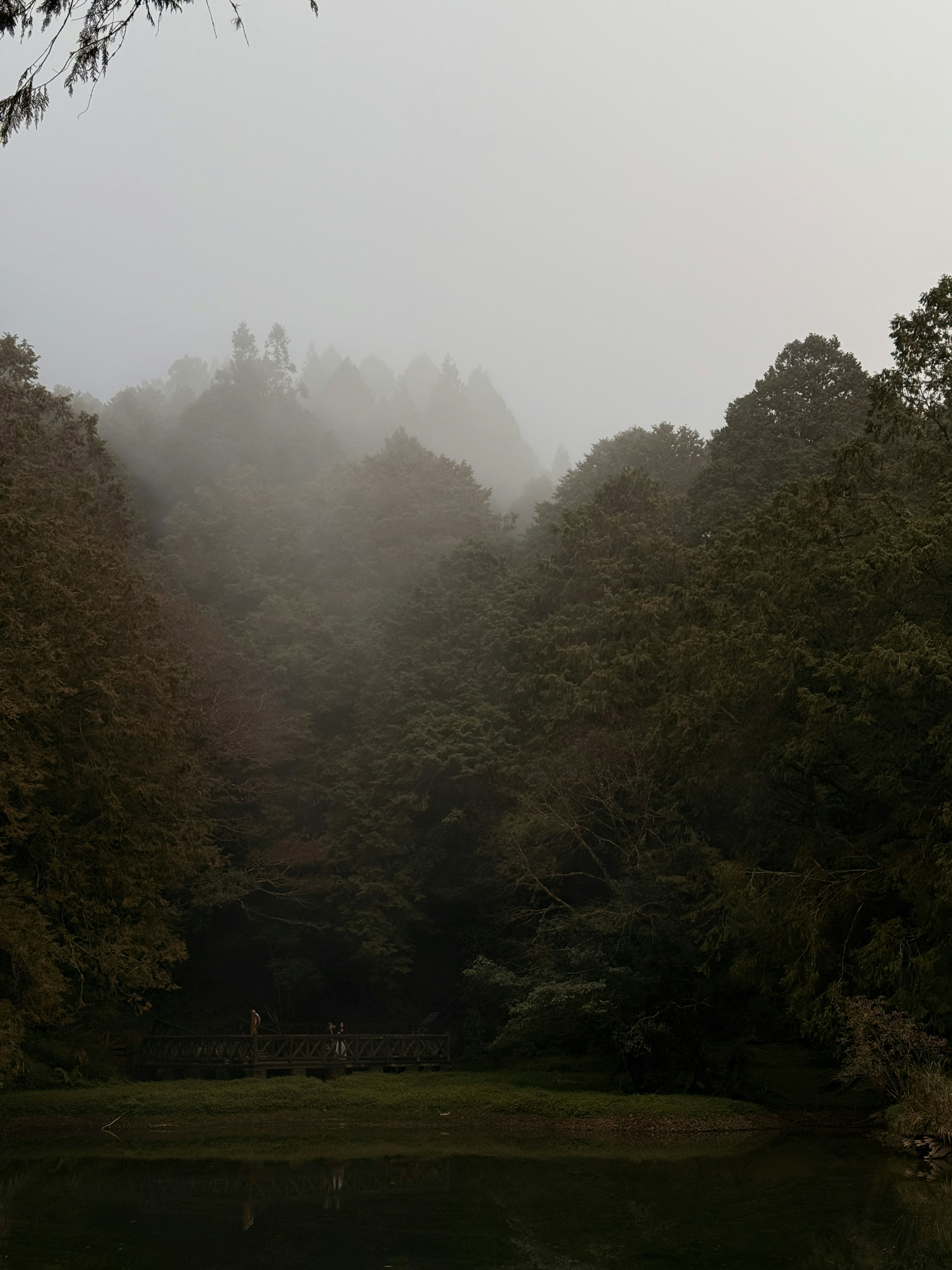 Misty Forest Vale with Hidden Bridge