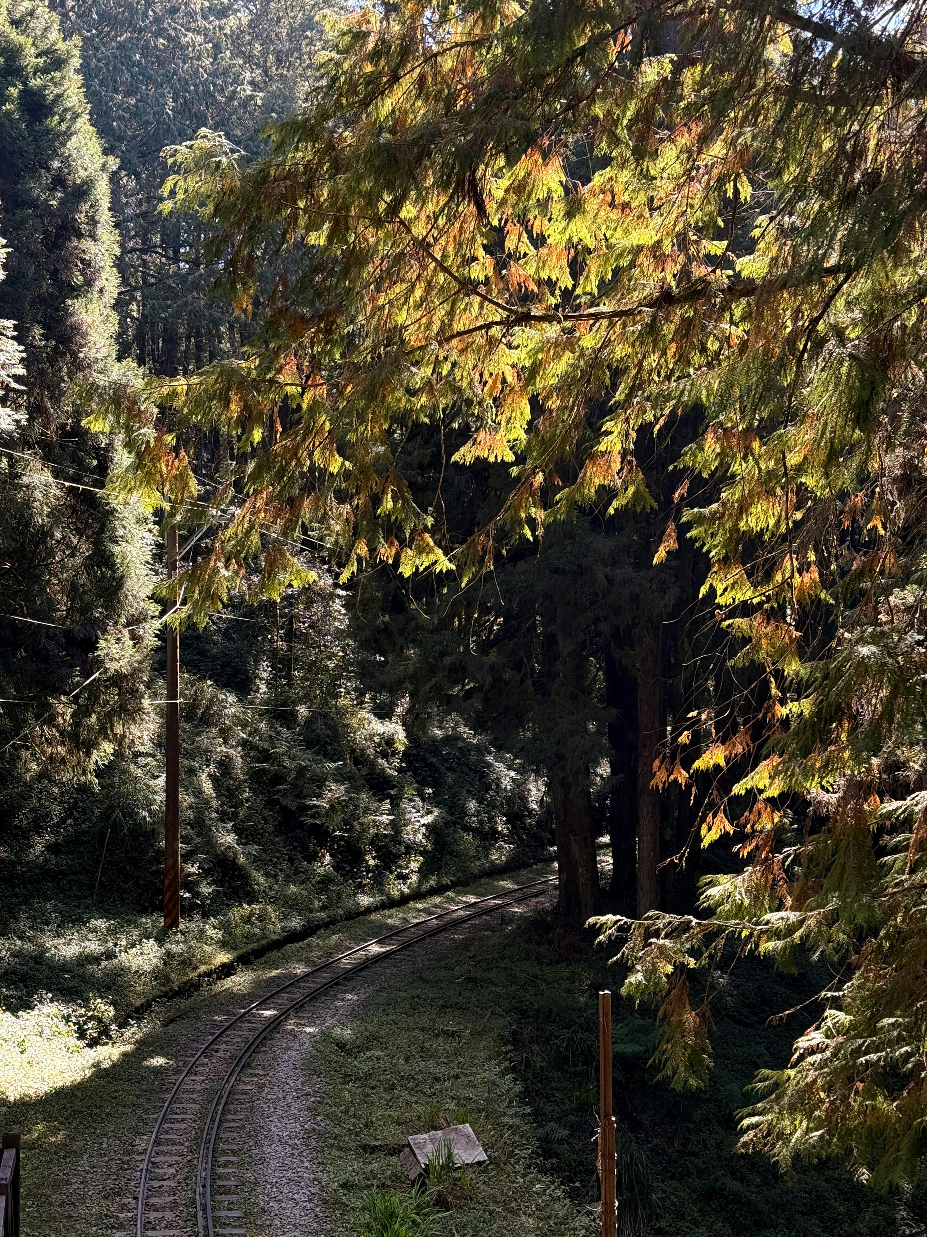 Railway through a Sunlit Forest Canopy