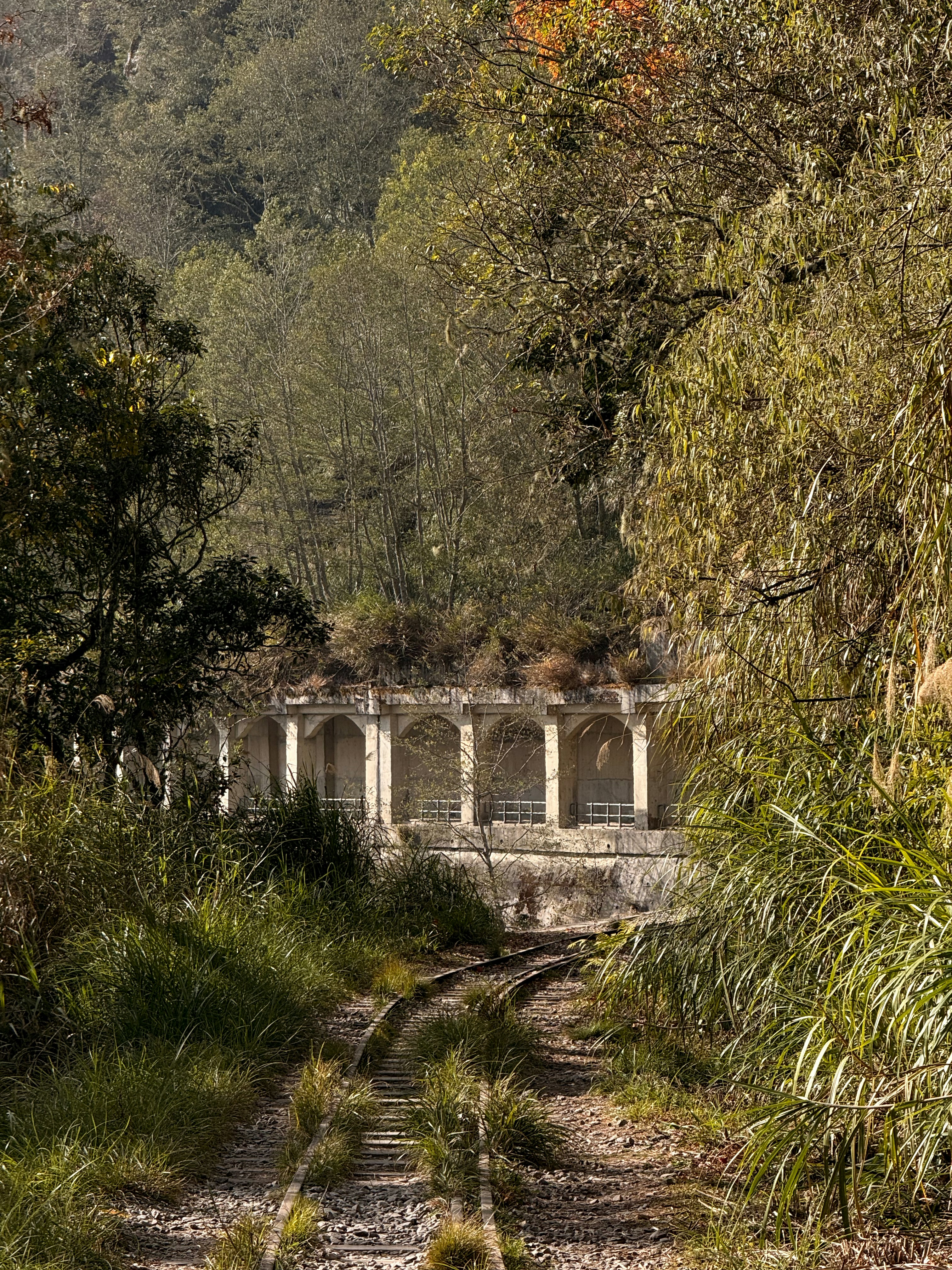 Overgrown Rails to a Quiet Bridge