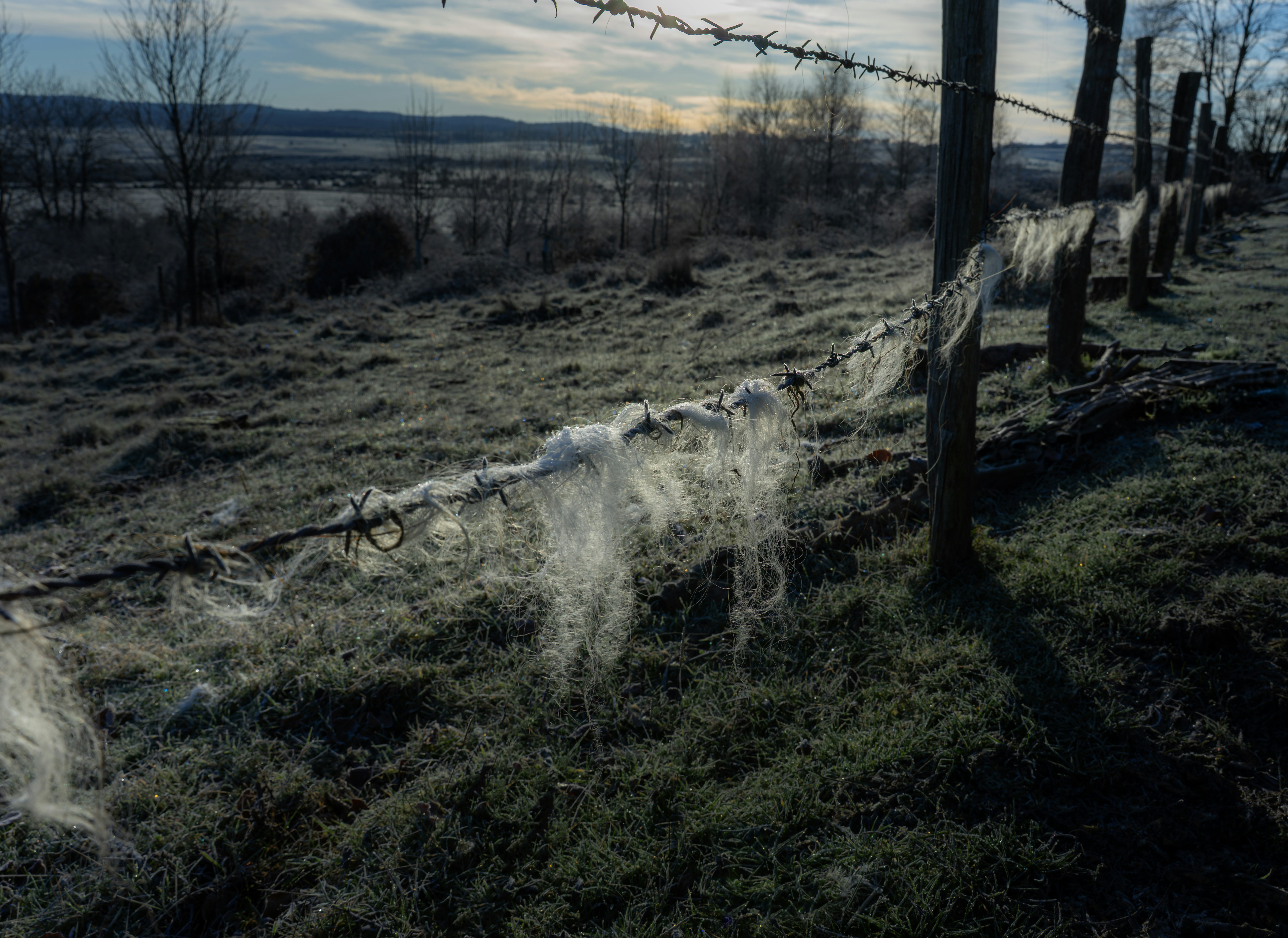 Barbed Wire and Wool: Morning Light on a Frosty Field Fence