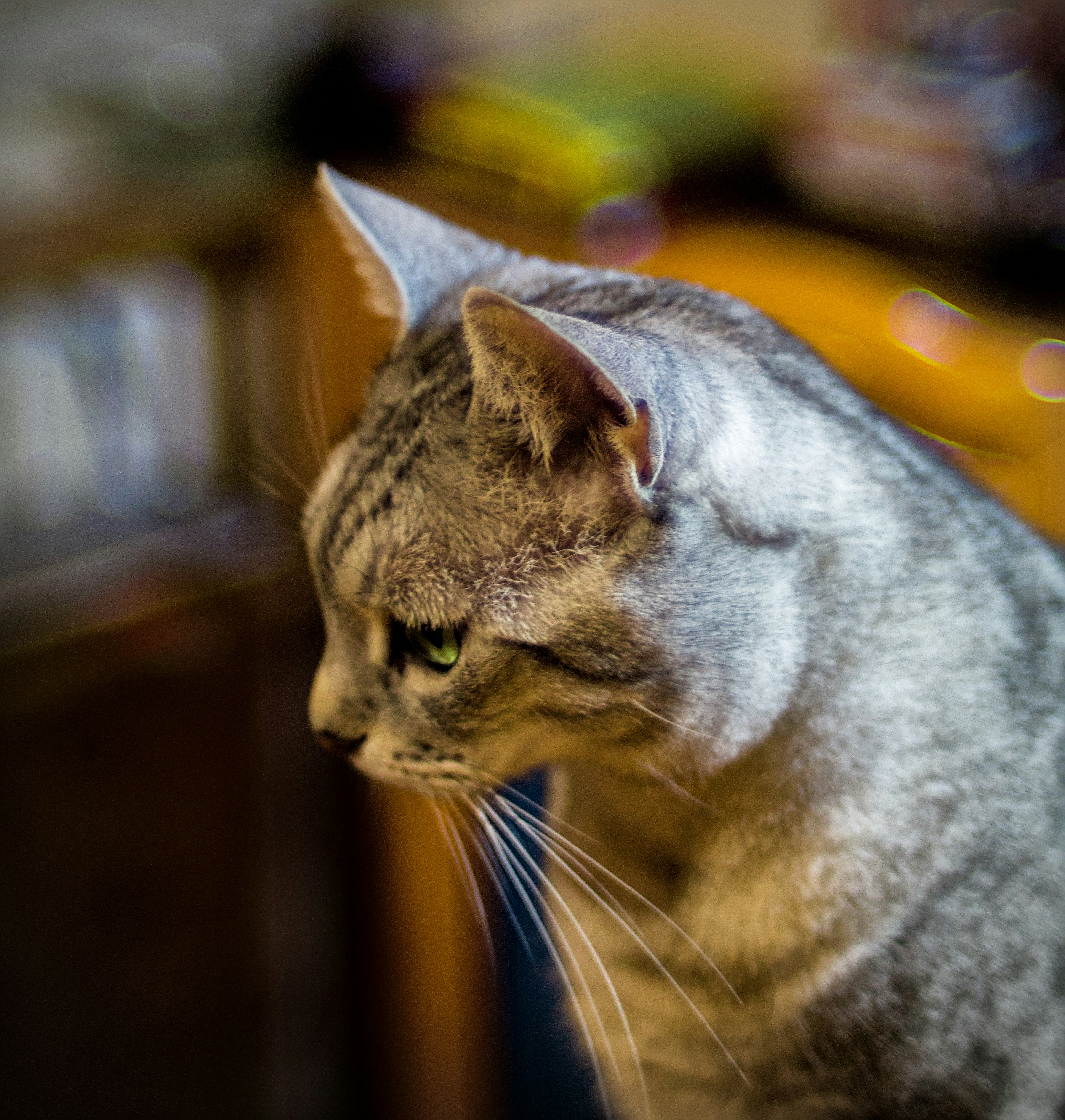 Curious Whiskers in Soft Focus Hall