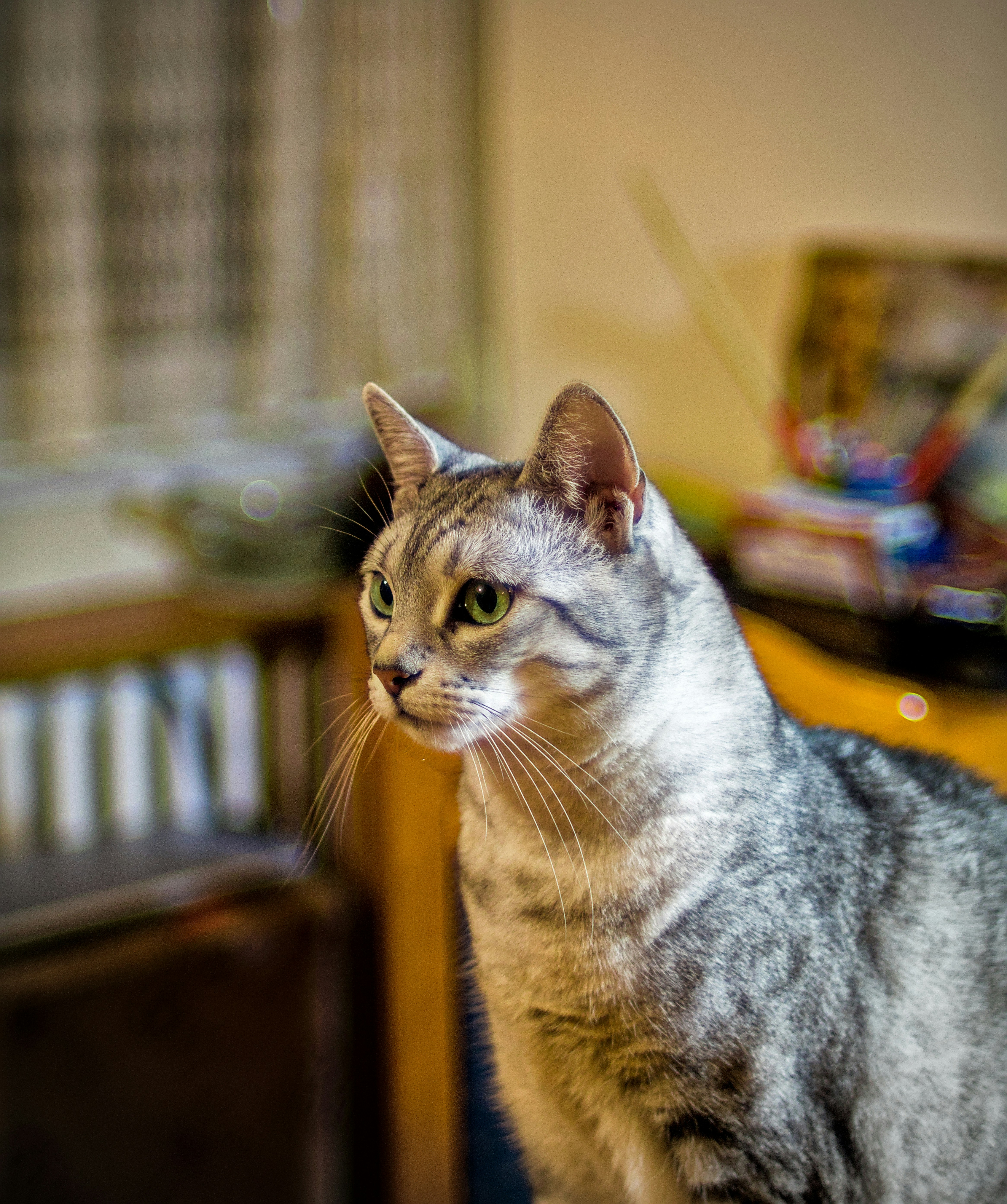 Focused Gaze: A Silver Tabby in Quiet Indoor Light