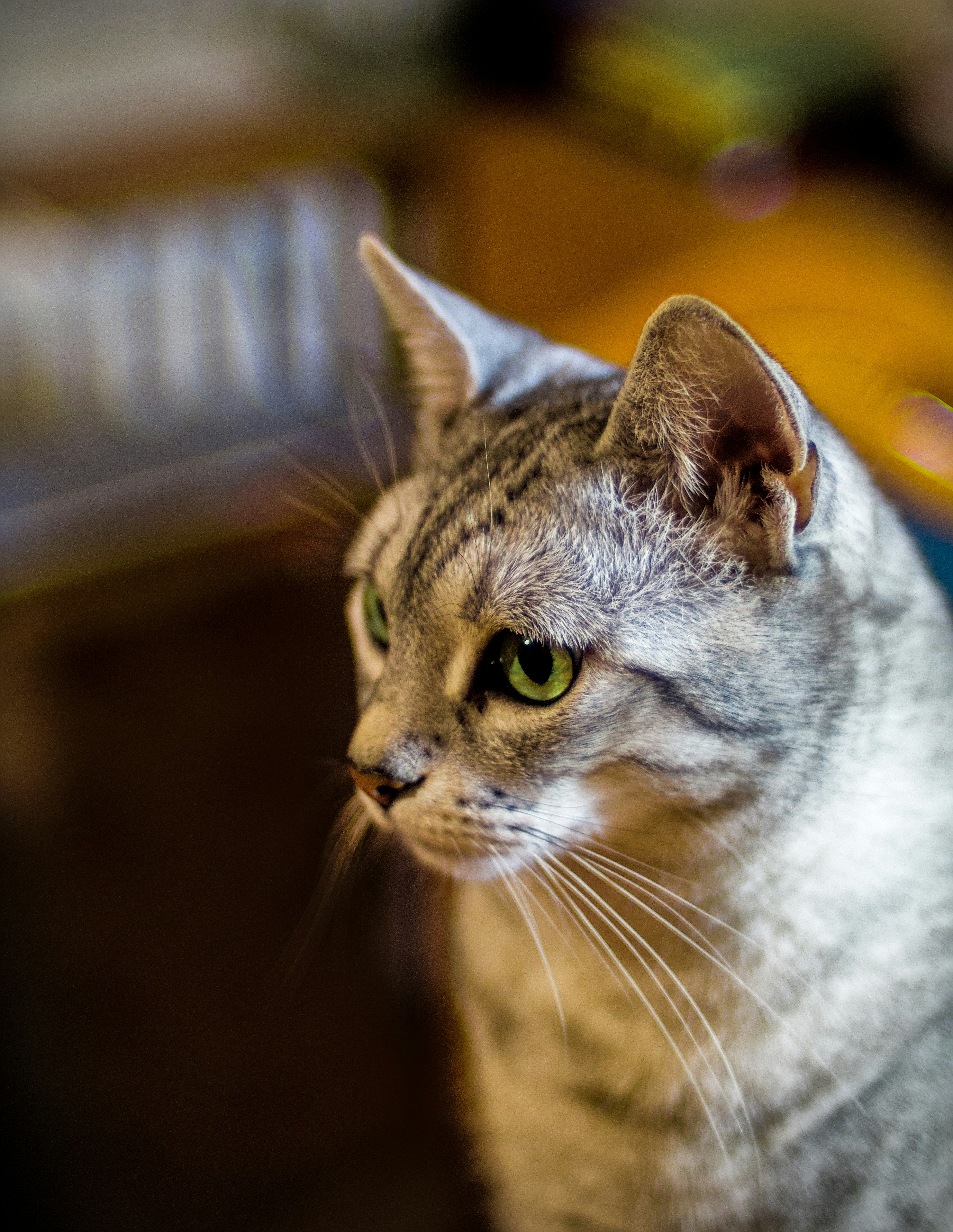 Focused Gaze: Gray Tabby Under Soft Indoor Light