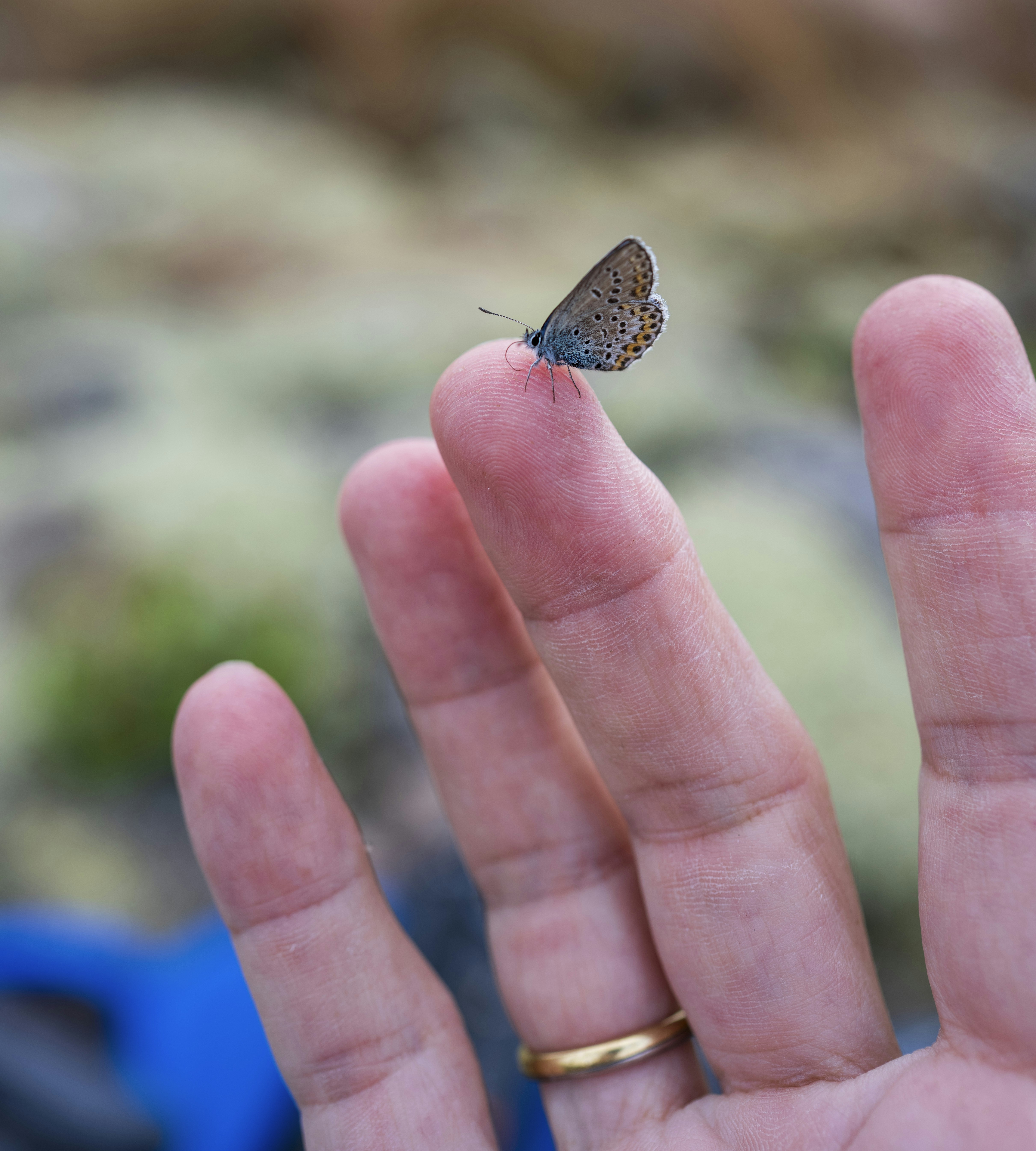 Tiny Monarch Perched on a Gentle Finger