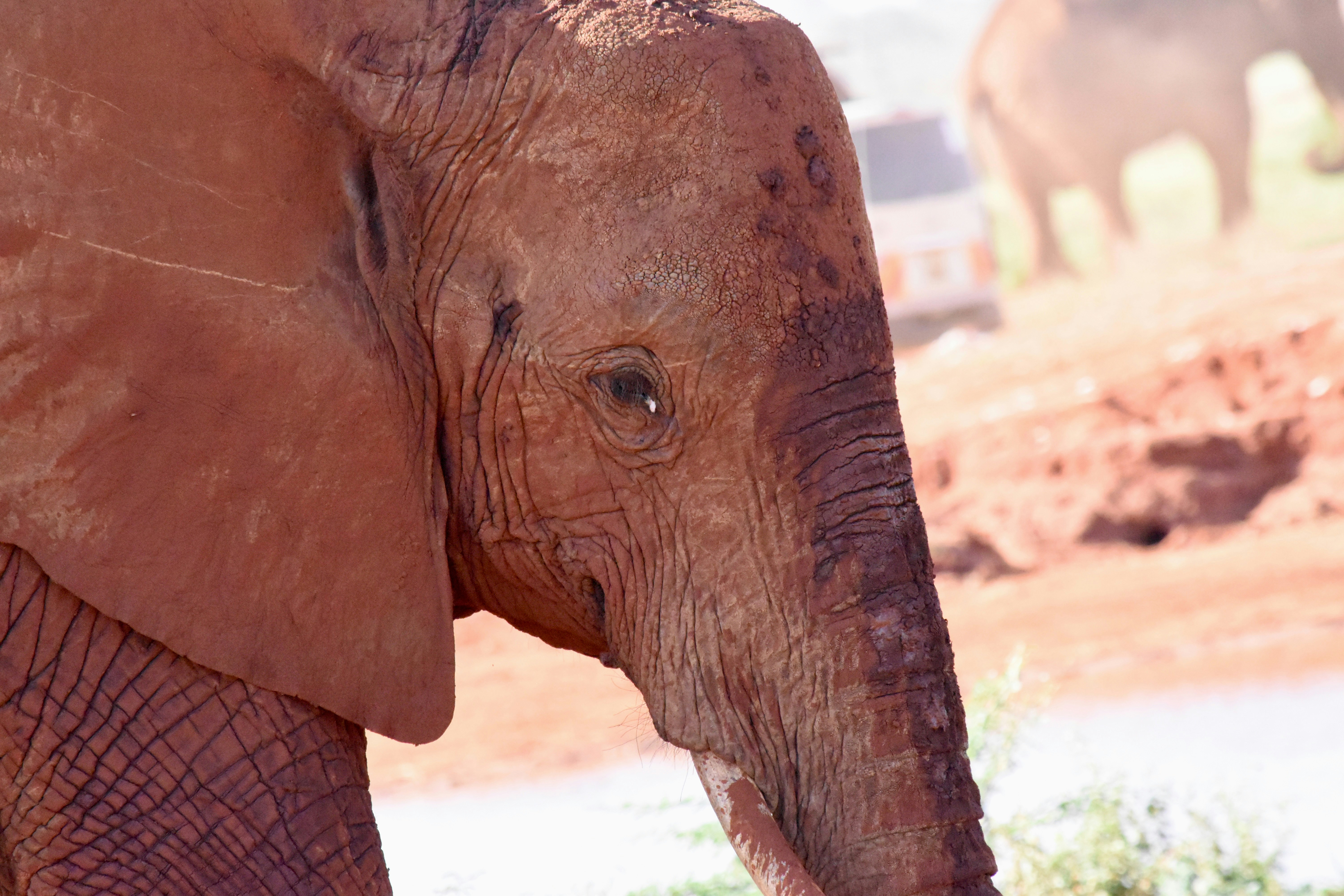 Close-Up of an Elephant's Face: Texture, Trunk, and Gentle Gaze