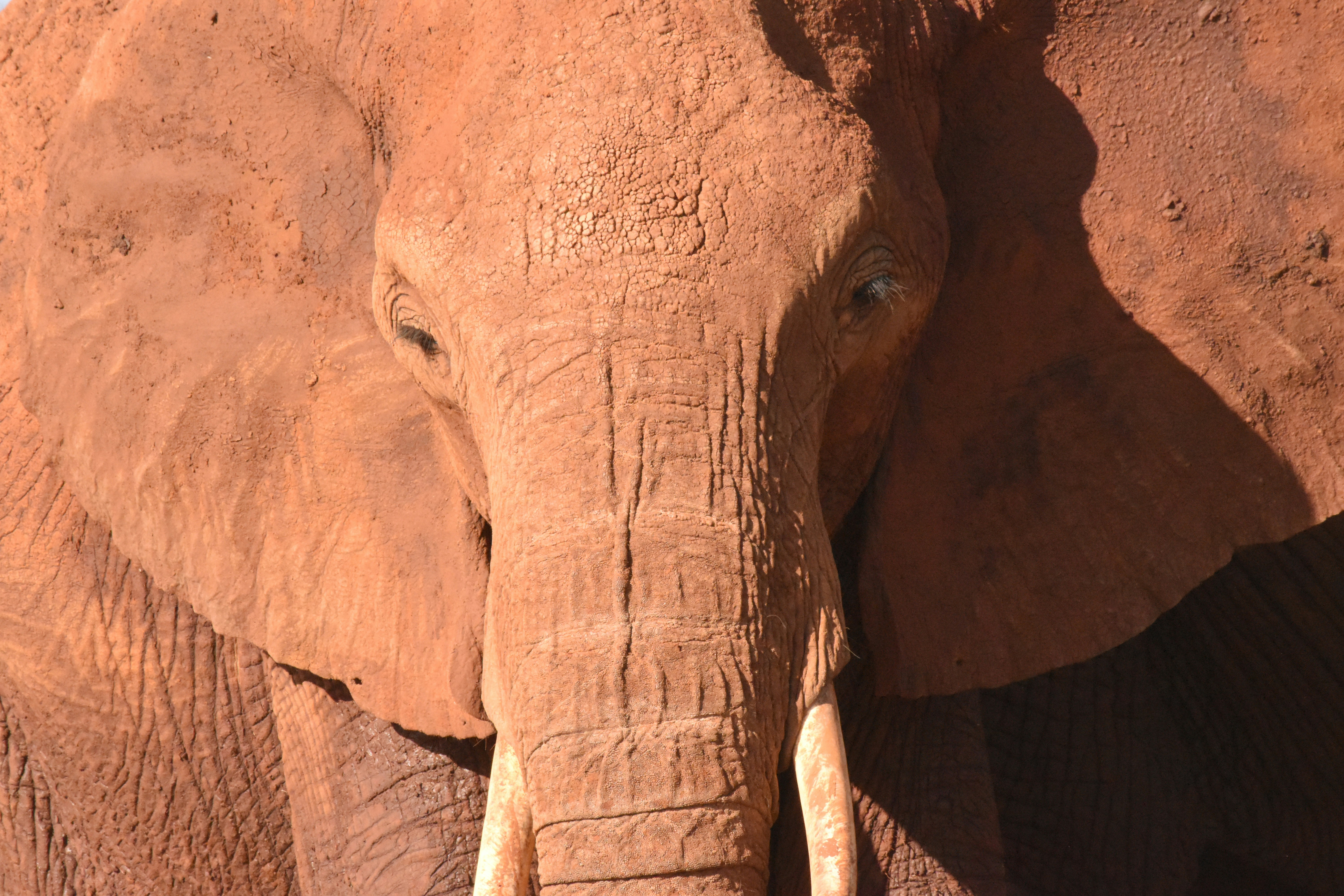 Close-Up of a Sunlit African Elephant