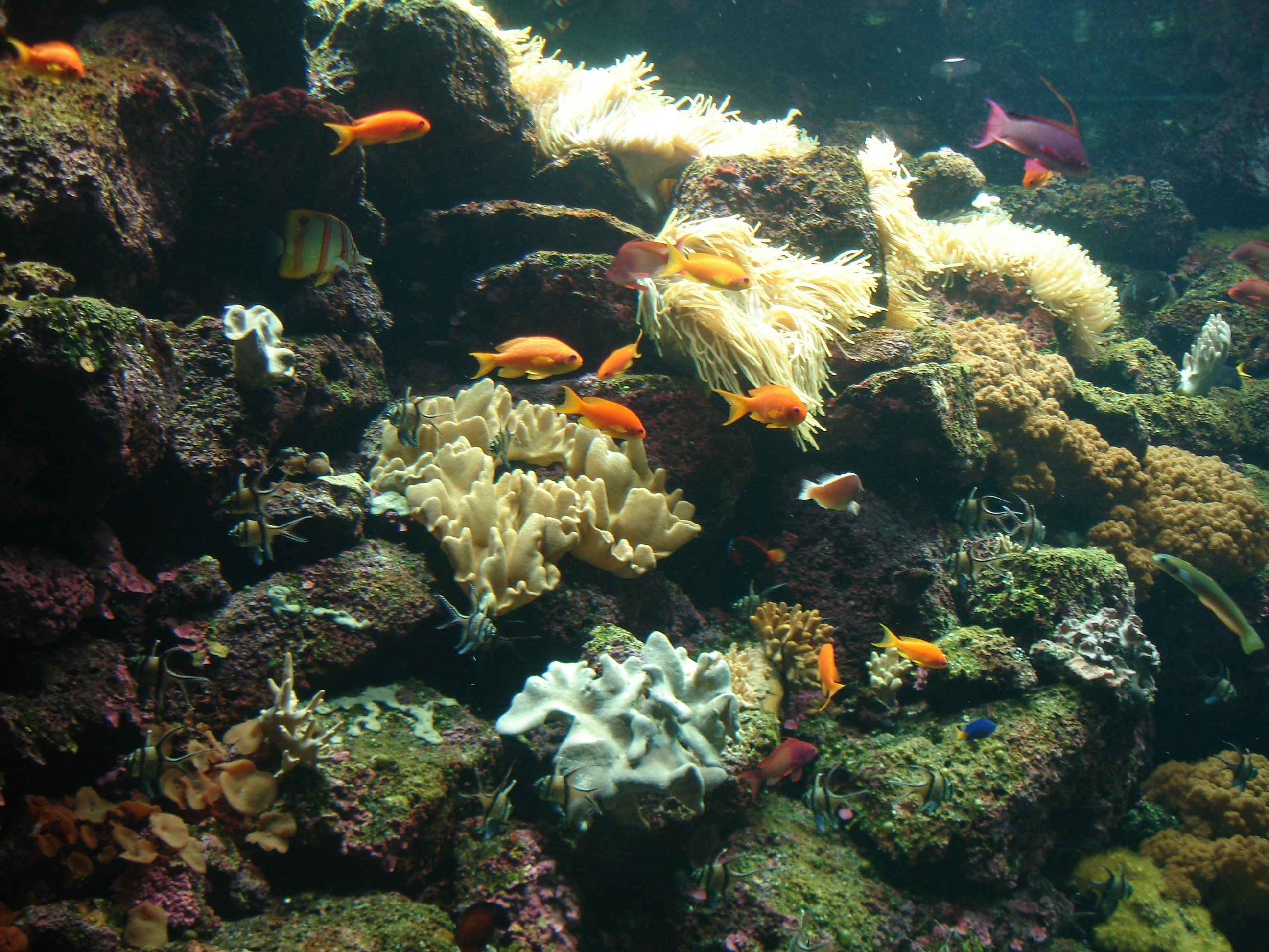 Orange fish swim among colorful coral reefs.