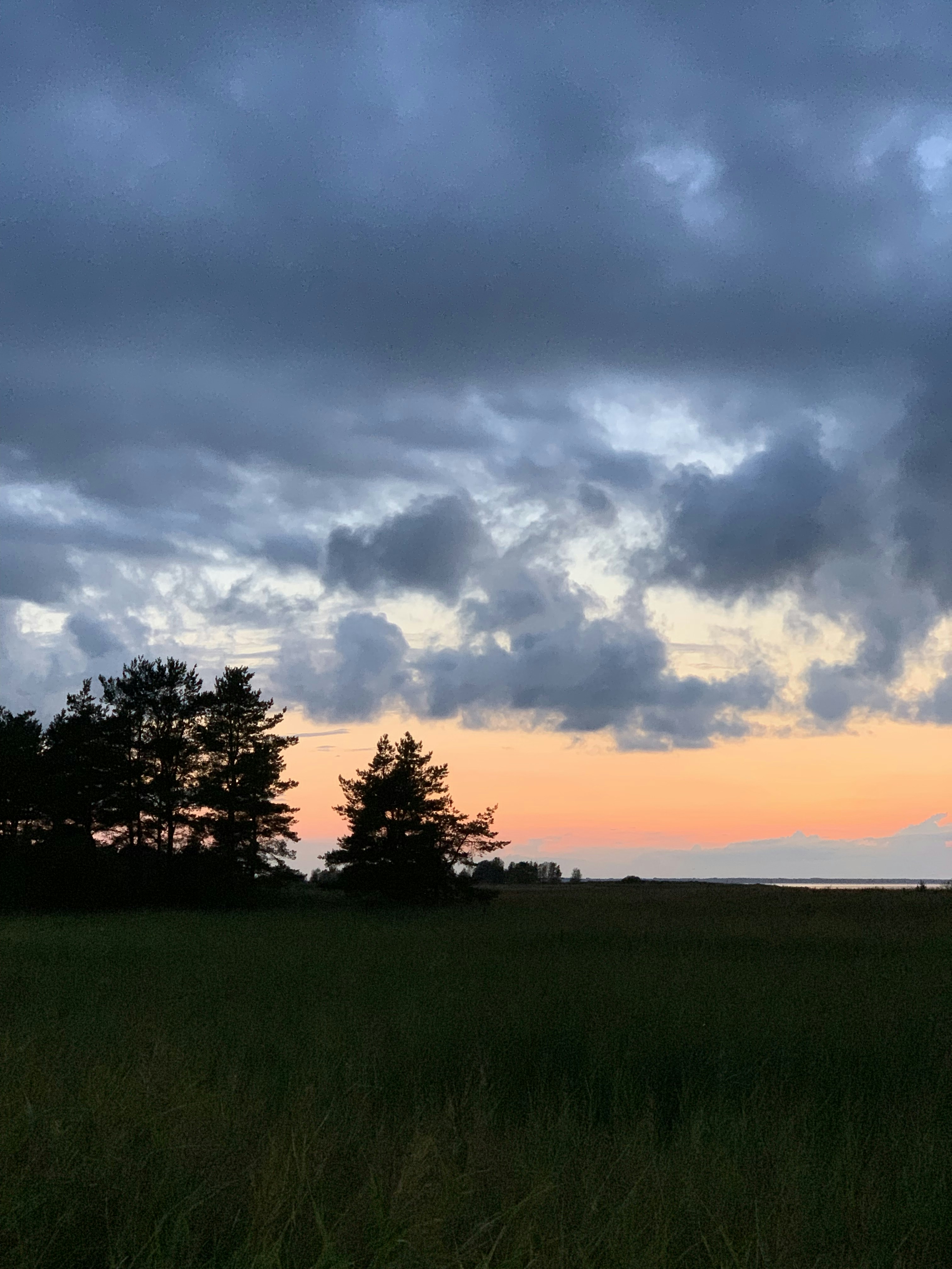 Dusk in the Marsh: Silhouettes Against a Stretched Sky