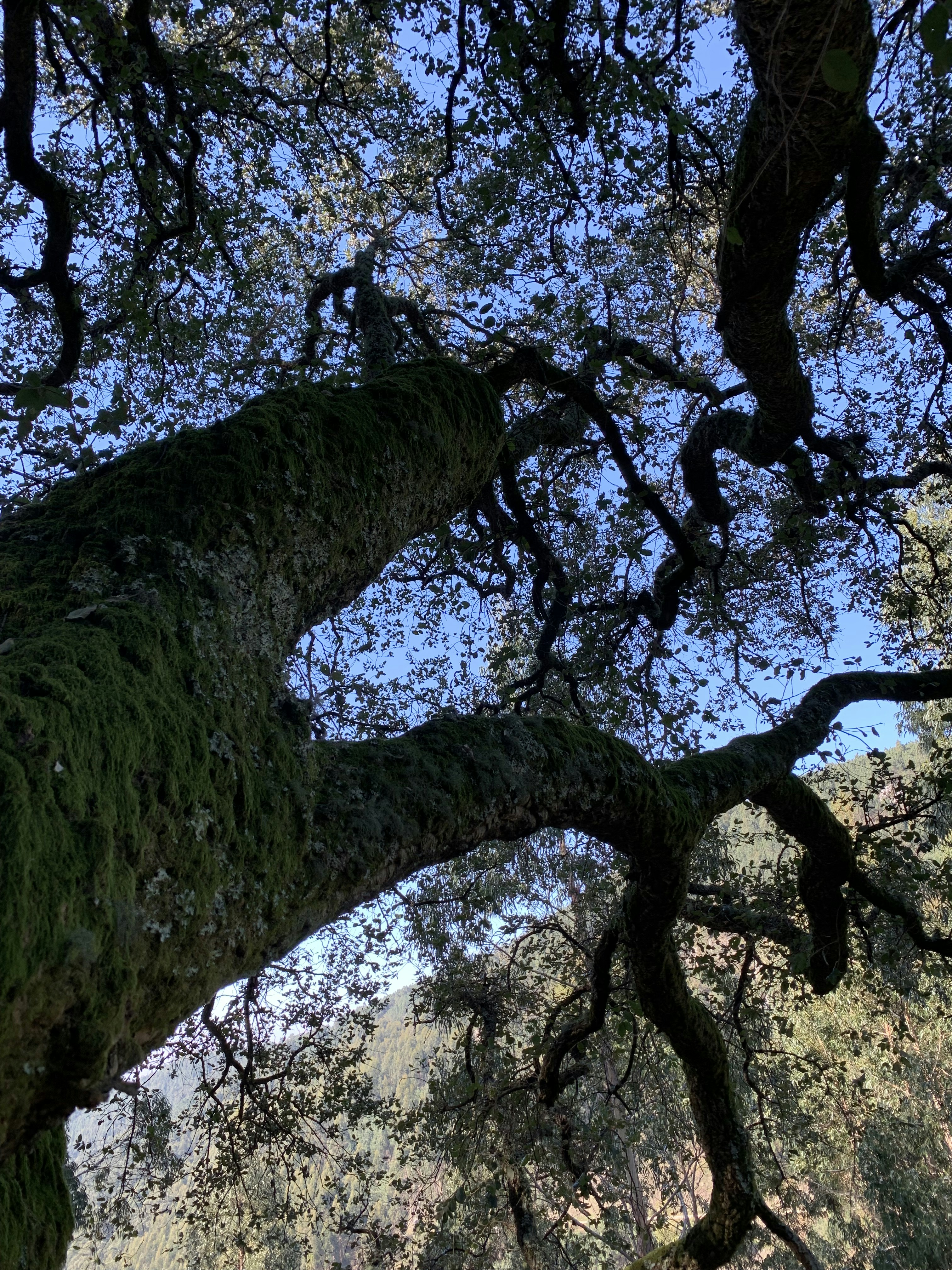 Skyward Giants: Moss-Covered Branches Reaching Toward the Blue