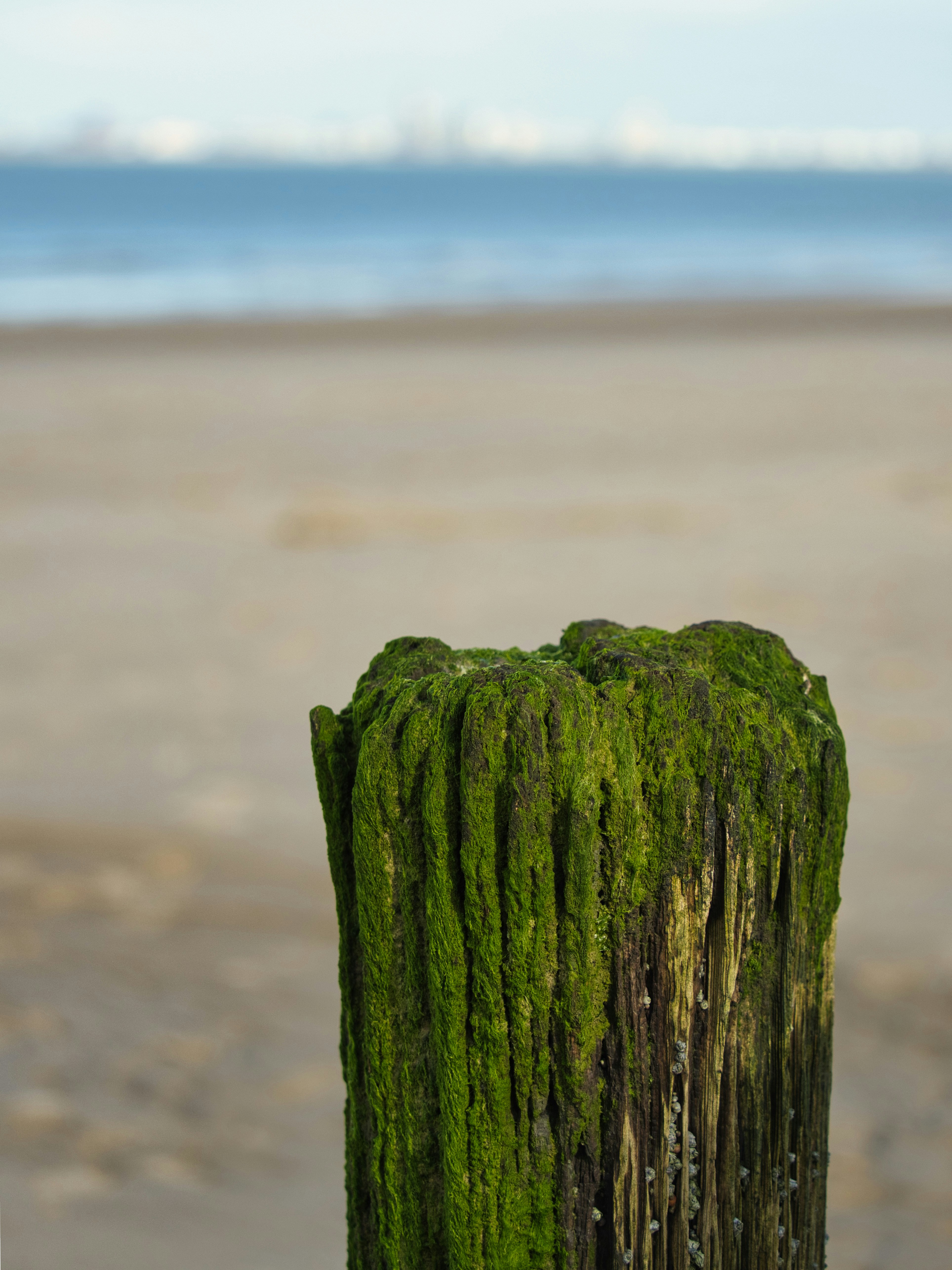 Moss-Clad Post Reaching Toward the Sea