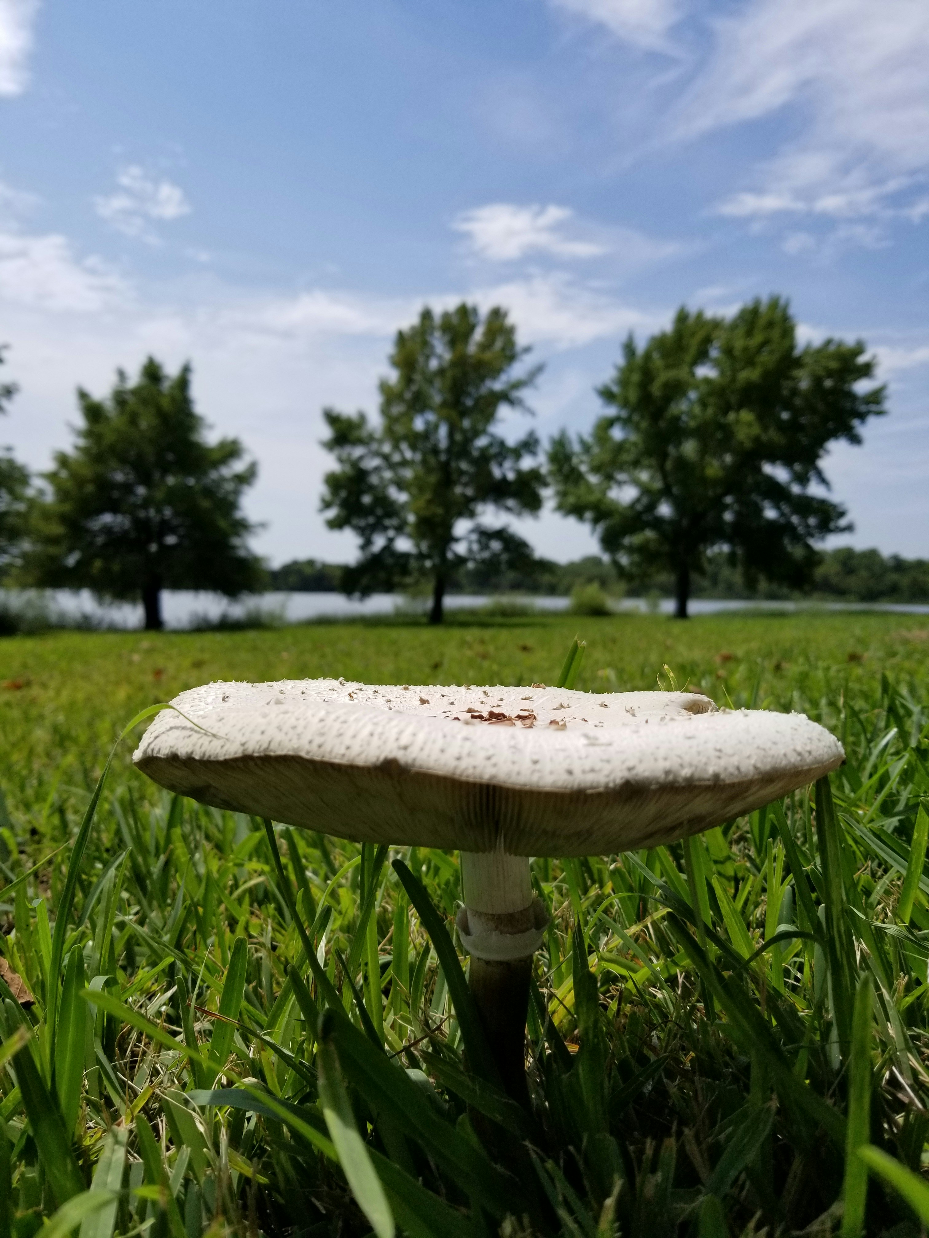 A Lone Bracketed Mushroom in Early-Season Grass