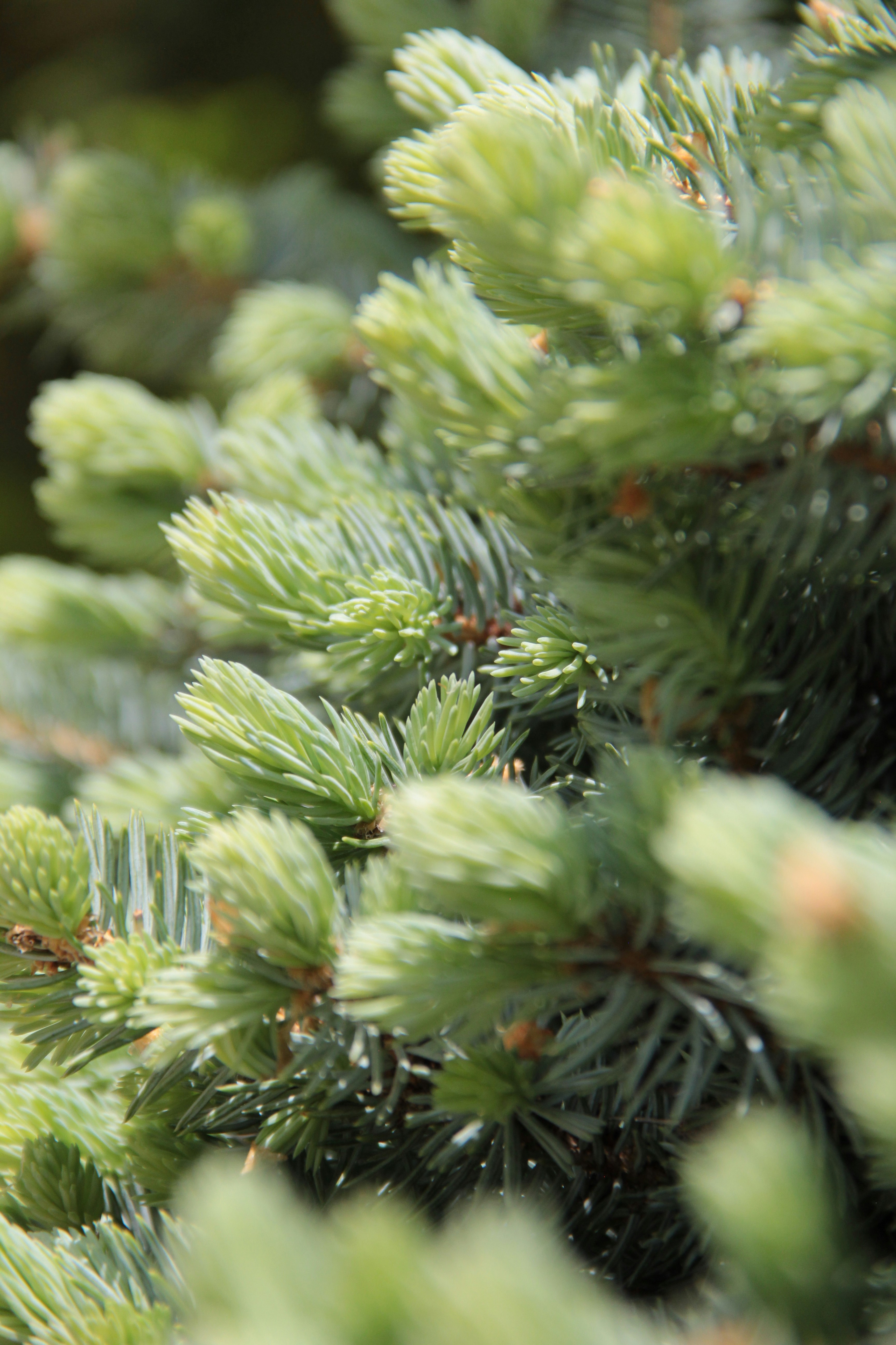 Emerald Pines: a close-up of fresh spruce shoots captured in softness