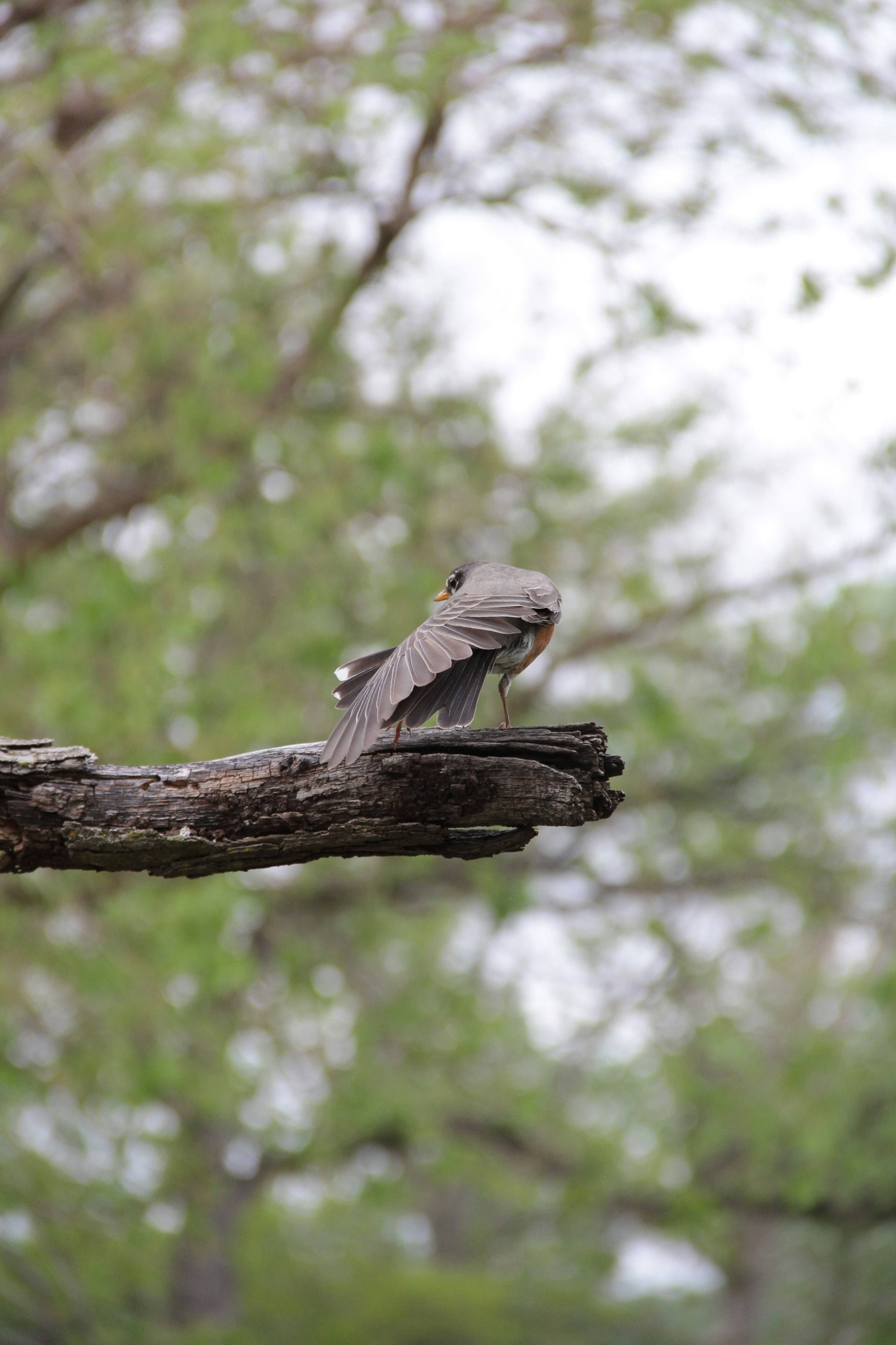 Perched Warbler on a Weathered Branch