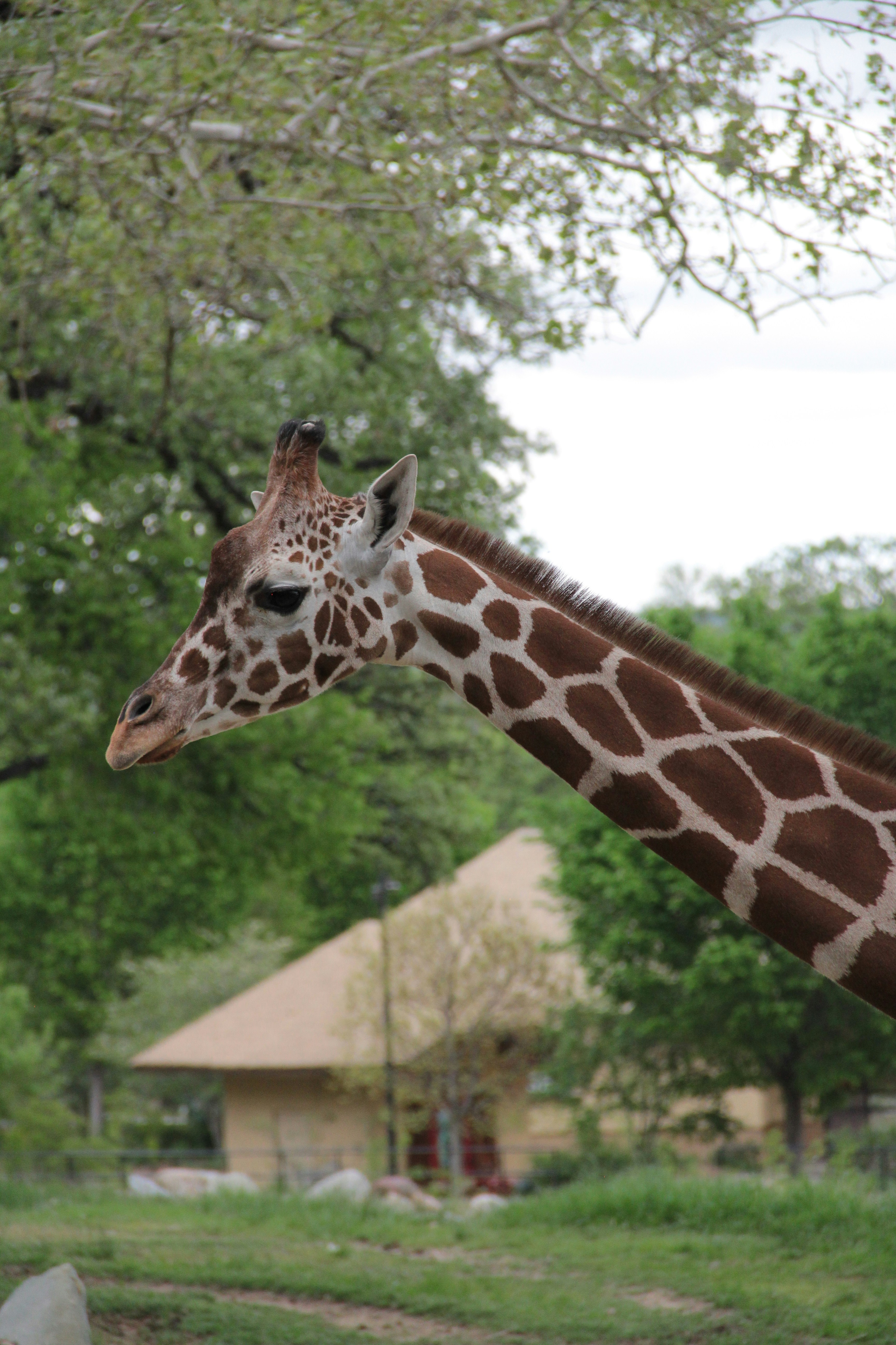 Giraffe in the park: a long arc of neck against a sleepy village backdrop