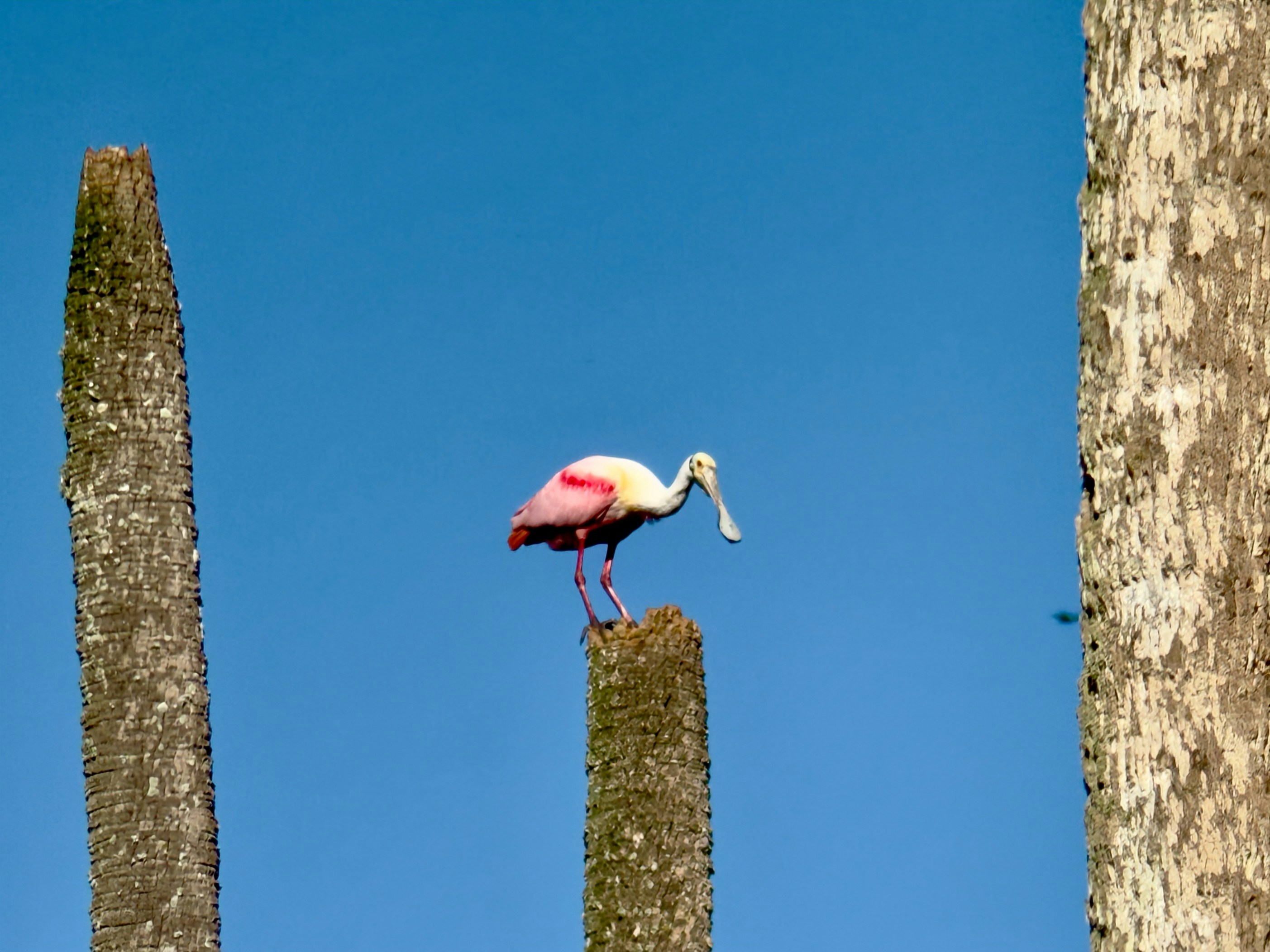 A solitary roseate stork balances on a weathered post beneath a clear blue sky