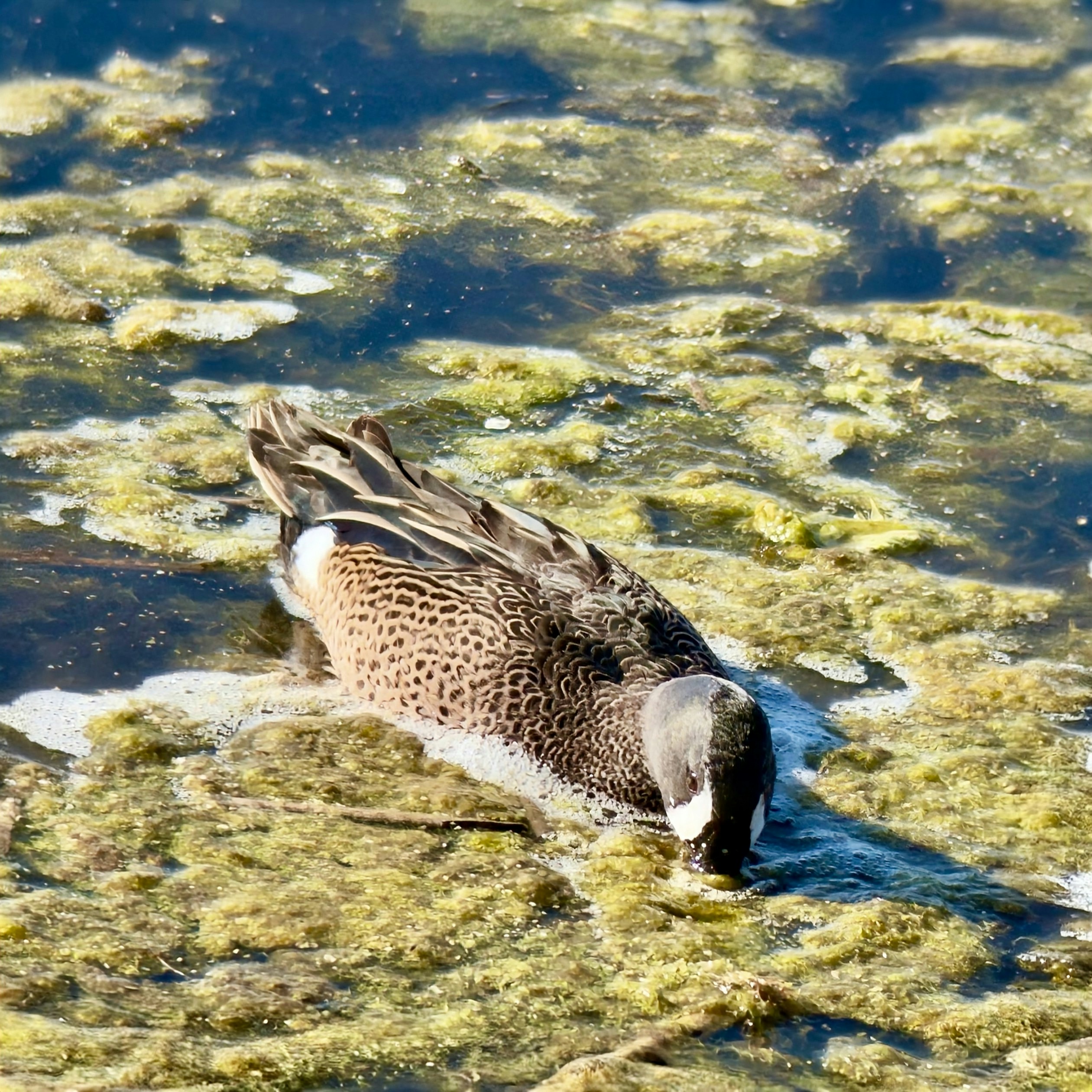Dabbling in Dappled Light: A Mallard Among Algae and Quiet Ripples