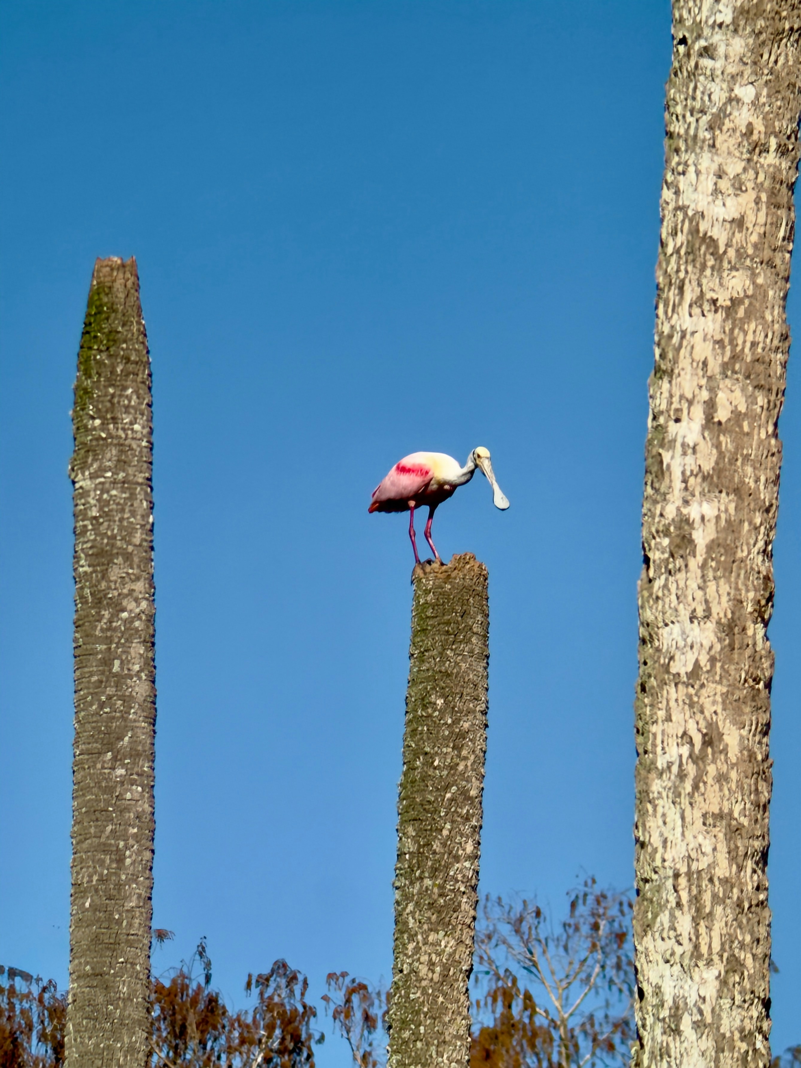 Solo Roseate on the Spire: A Stubborn Vigil Above the Blue