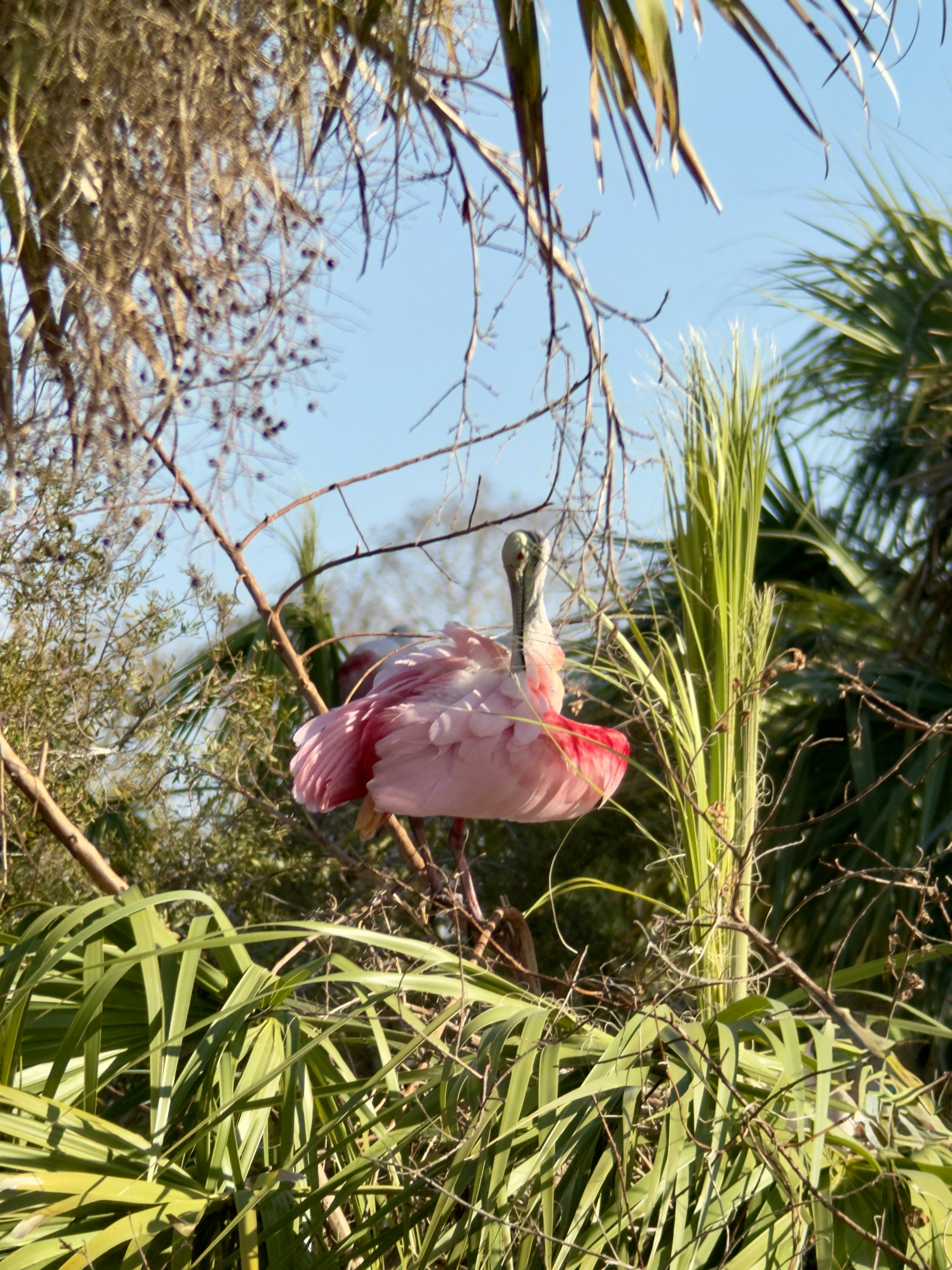 Pink Flamingo Amid Jungle Foliage