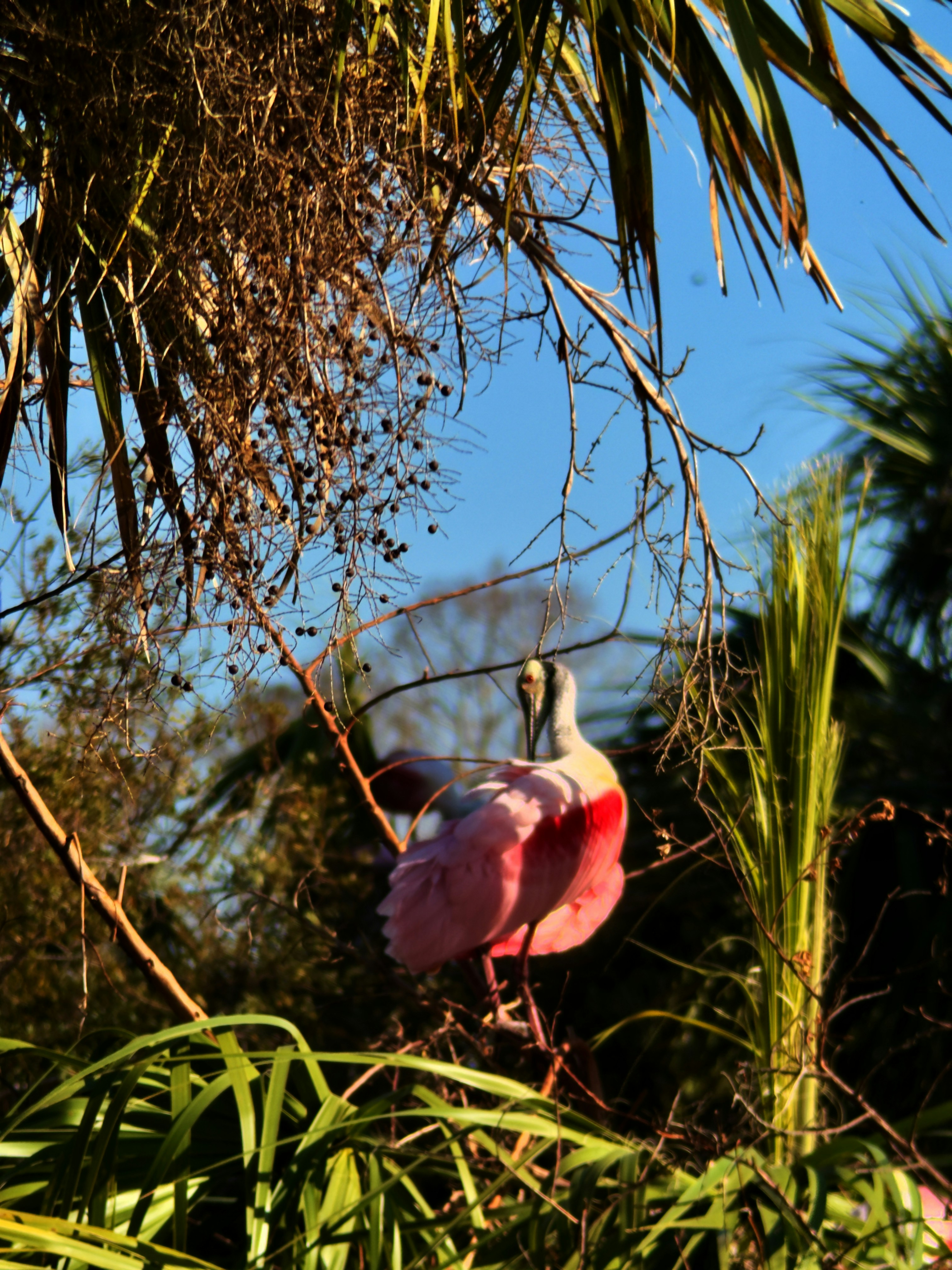 Pink Rose-Tinted Avian Moment in Jungle Gold