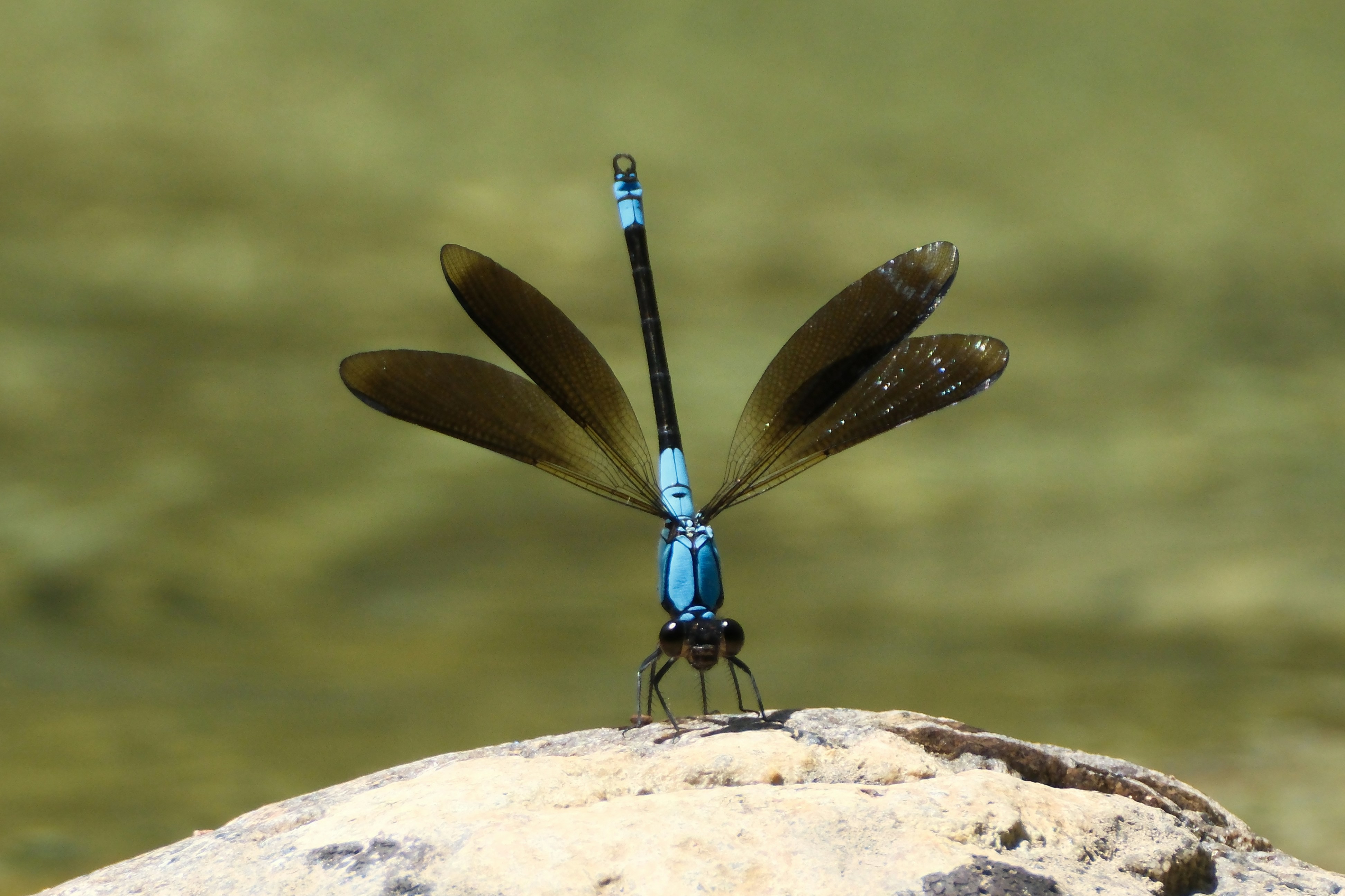 Azure-tail Dragonfly Balancing on a Rock
