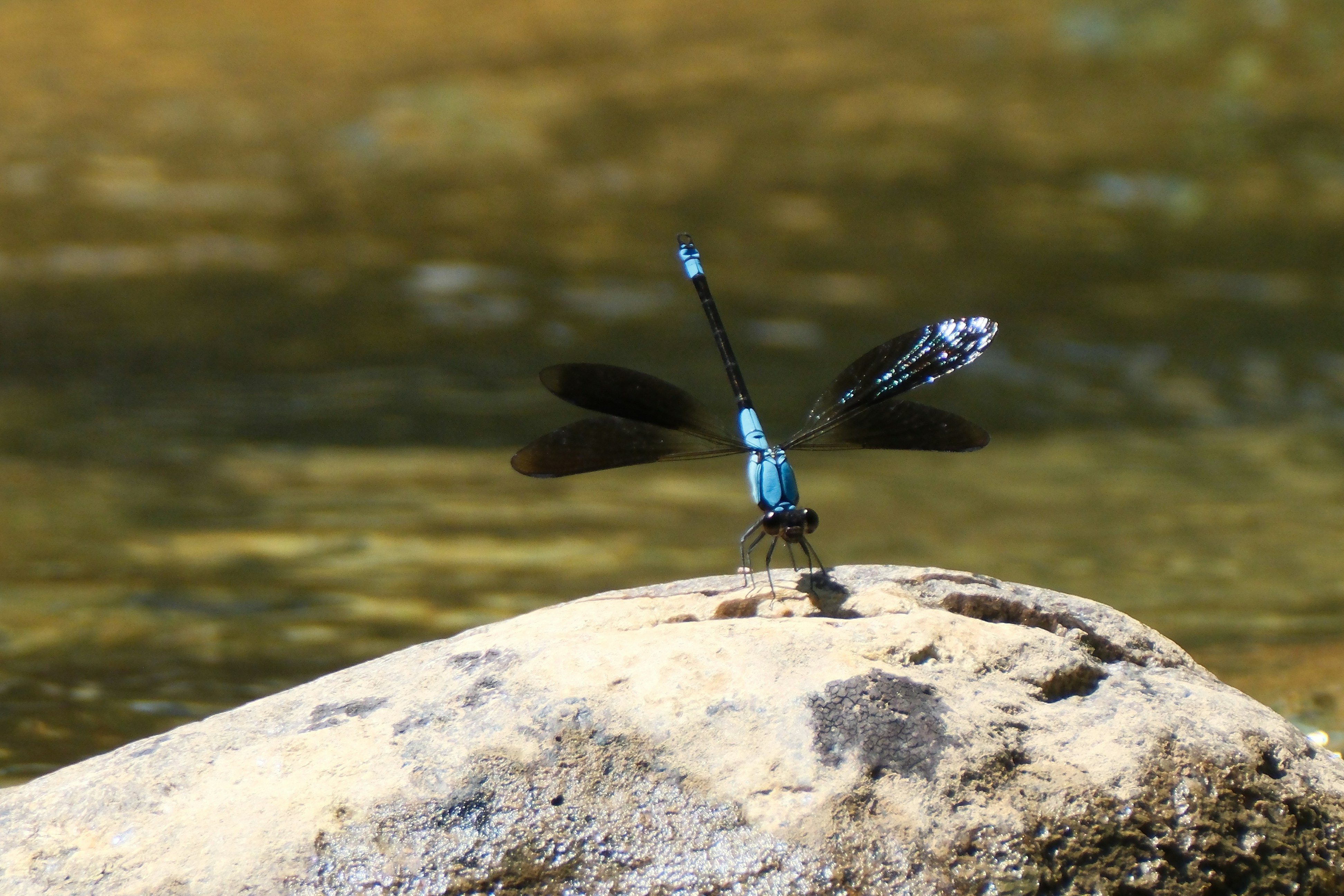 Azure Dragonfly on a River Rock