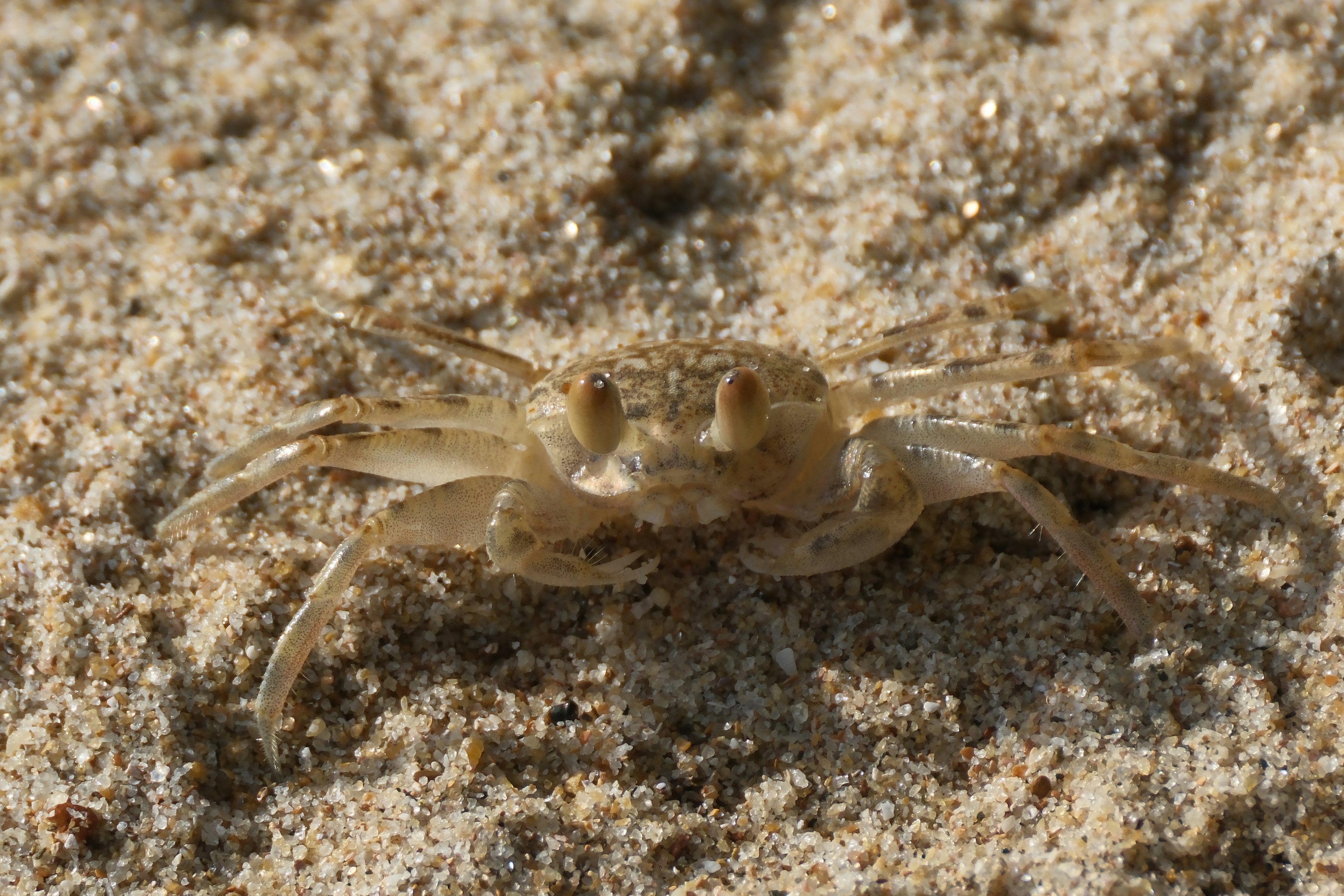 Sand-dwelling Crab Stare: A Close-Up on a Tiny Coastal Predator